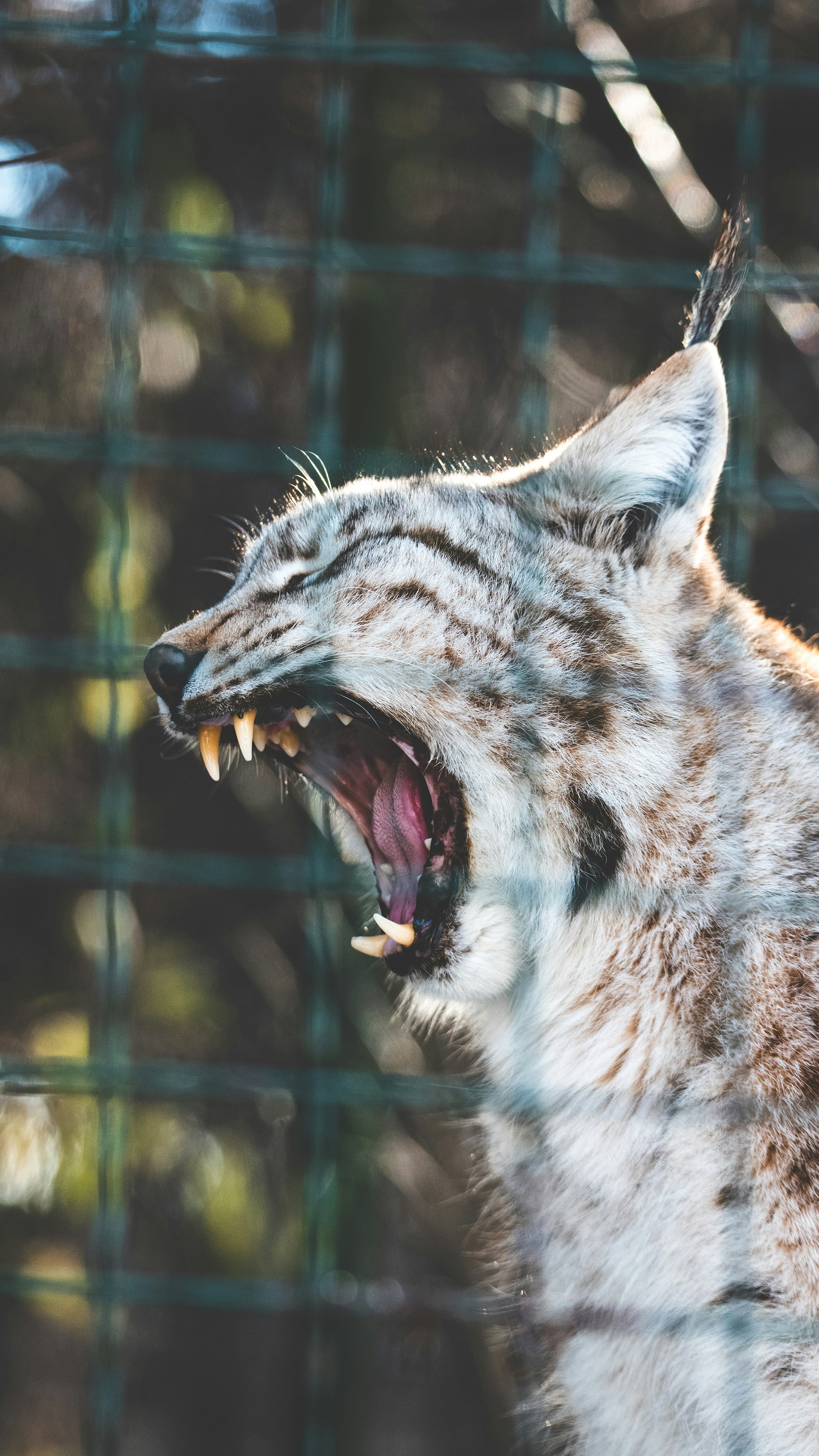 Lynx yawning with an open mouth, showcasing its sharp teeth through a mesh enclosure. The background blurs softly, emphasizing the animal's features.