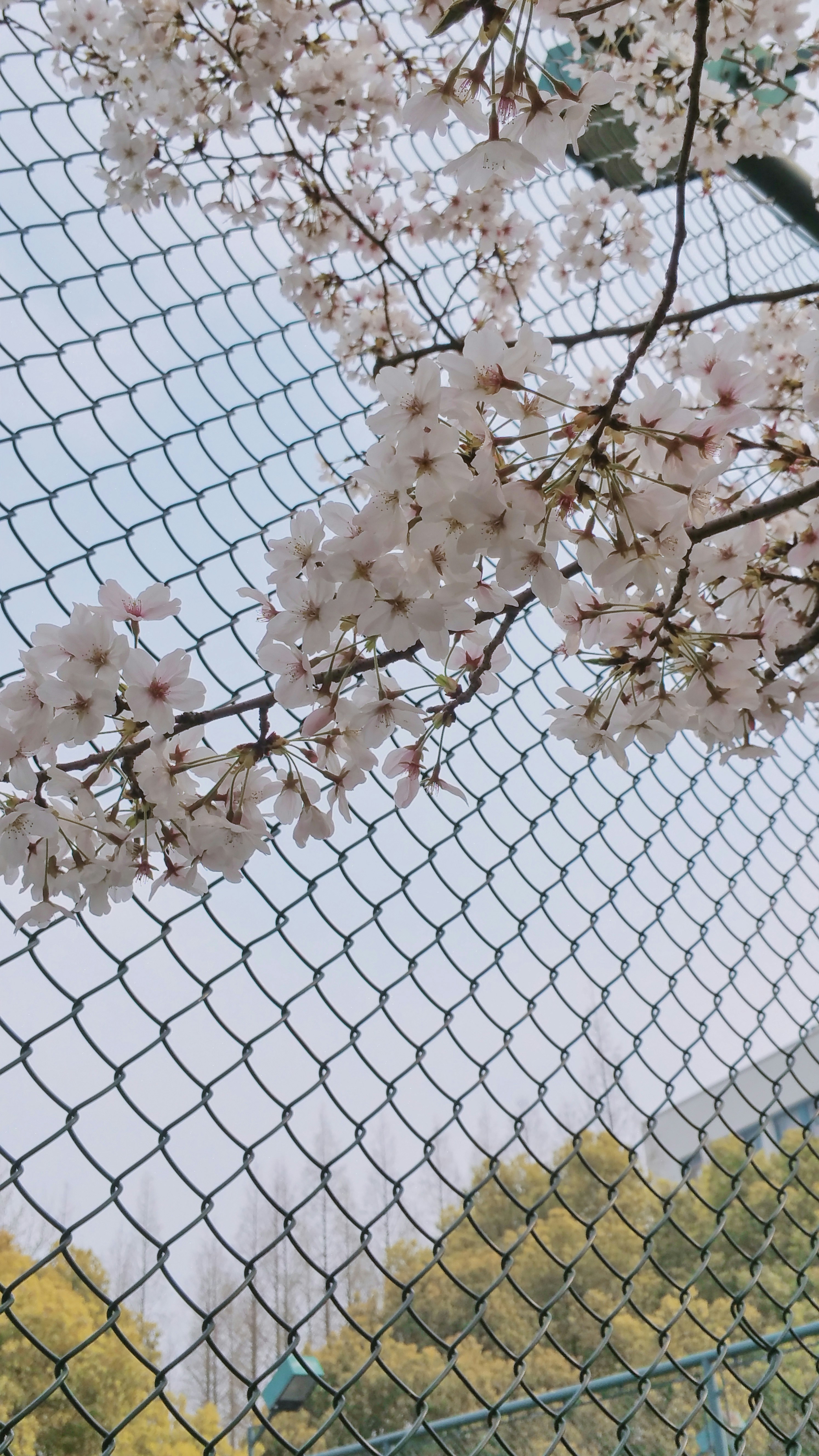 pink petaled flower