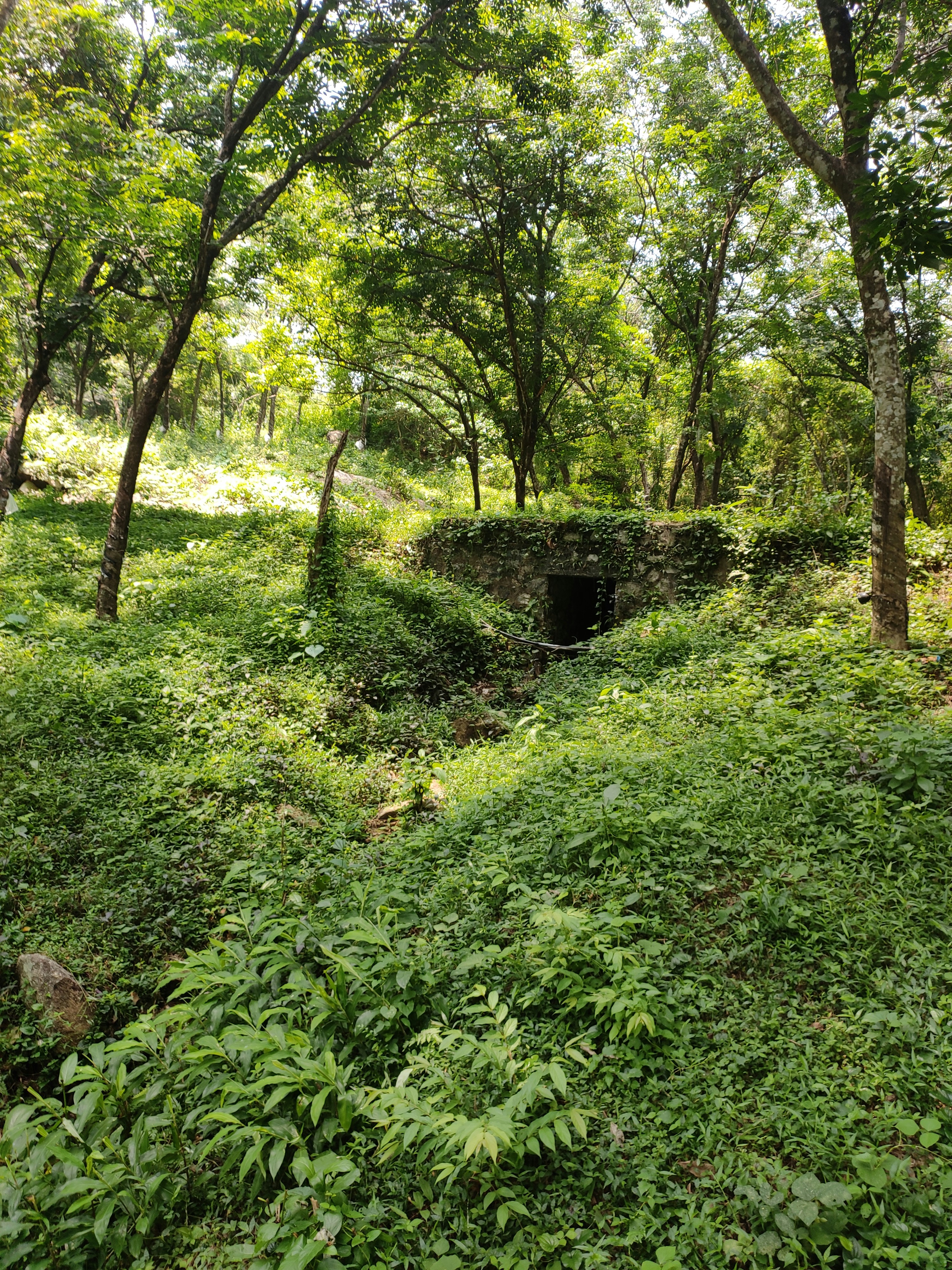 Stone structure enveloped by lush greenery and tall trees in a forest setting.
