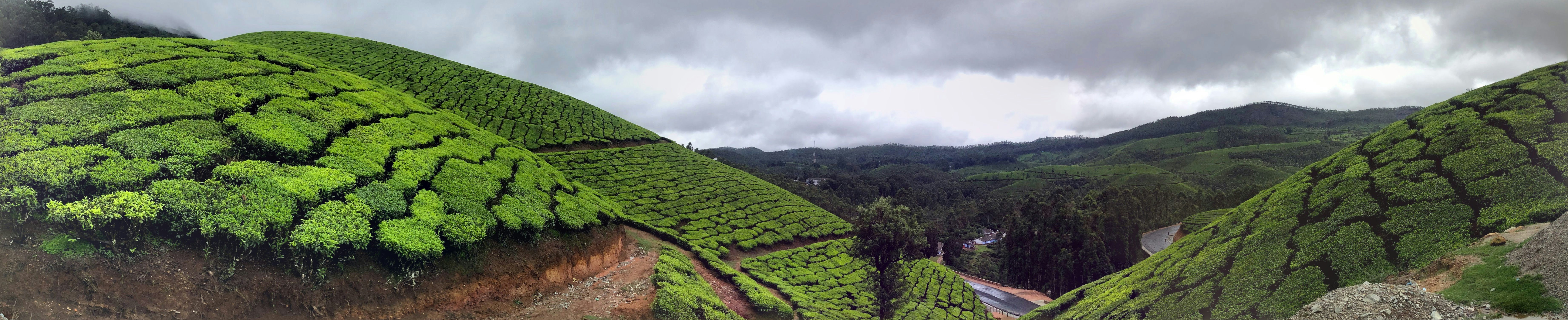 Verdant Roll: Tea Terraces Carved Across a Hilly Horizon