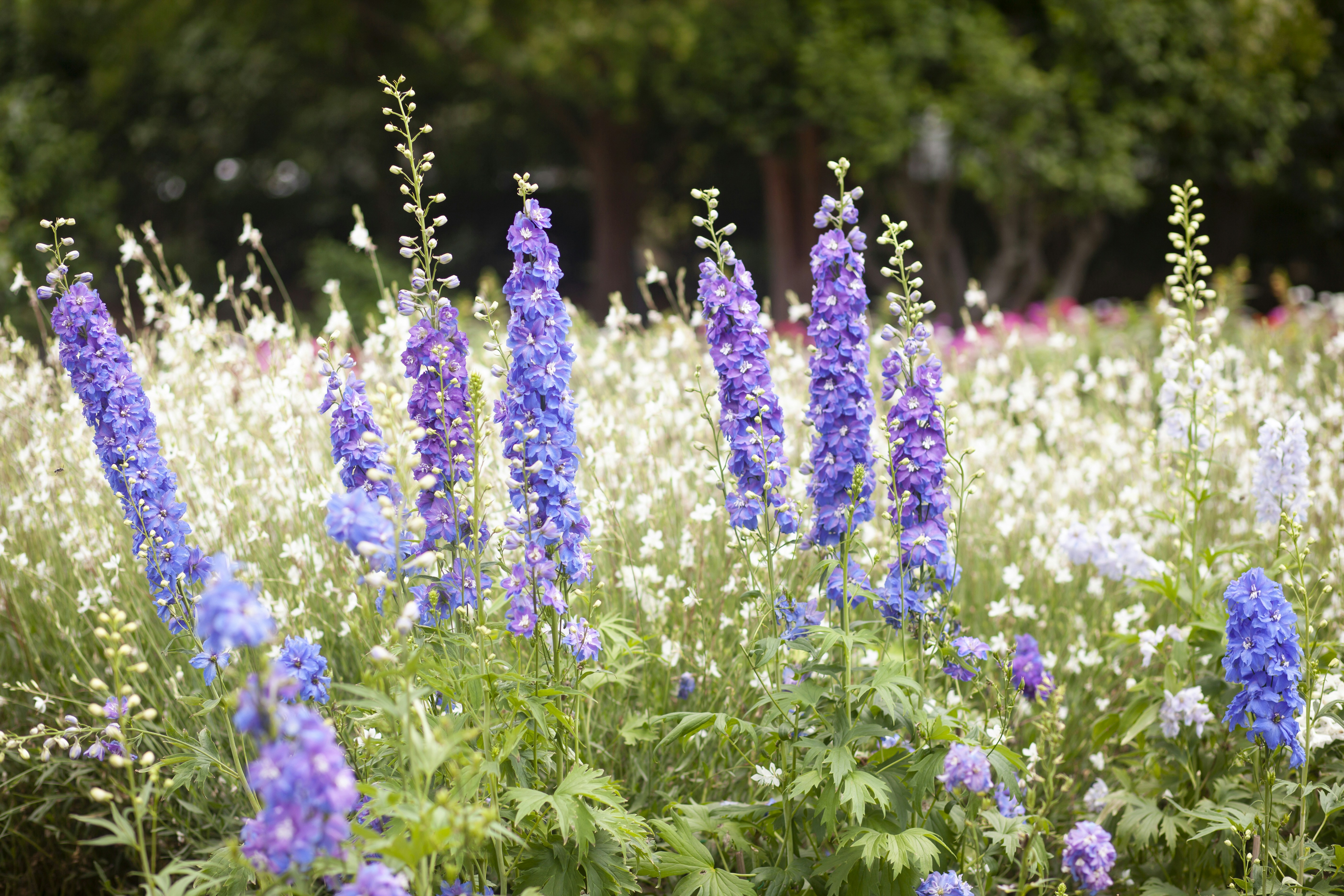 Violet Towers in a Sea of White Blossoms