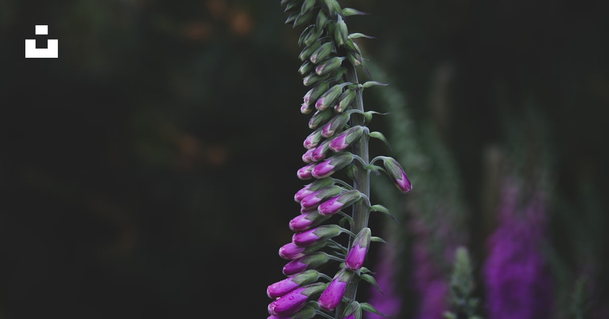 Foto Fotografía De Enfoque Superficial De Plantas De Hojas Verdes Con