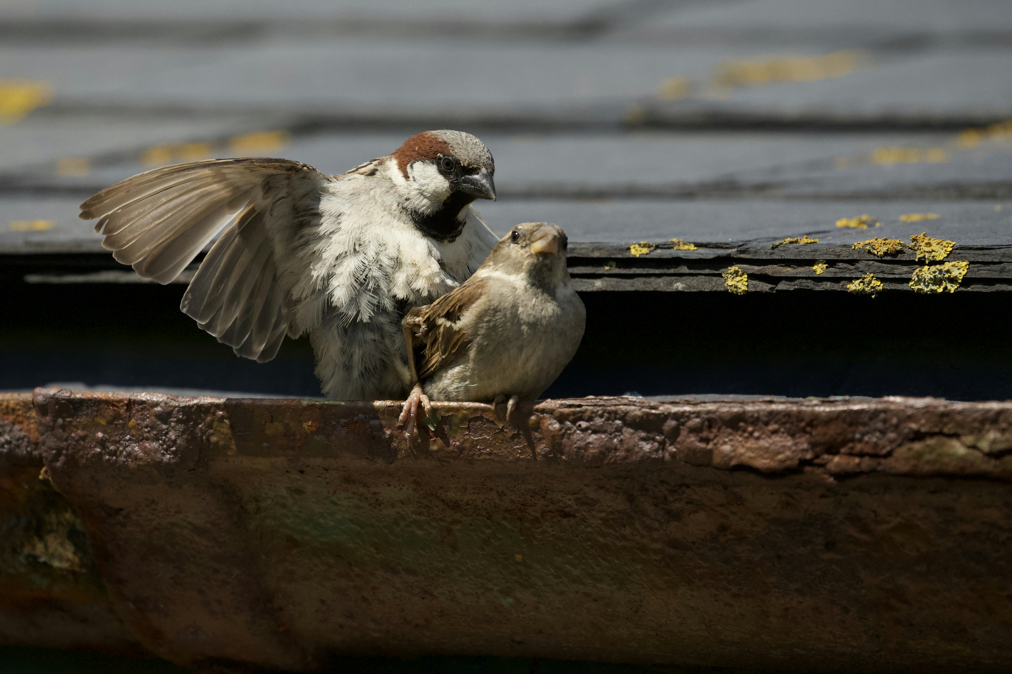 Wingbeat at the Weathered Threshold: Sparrows on a Mossy Roof Lip