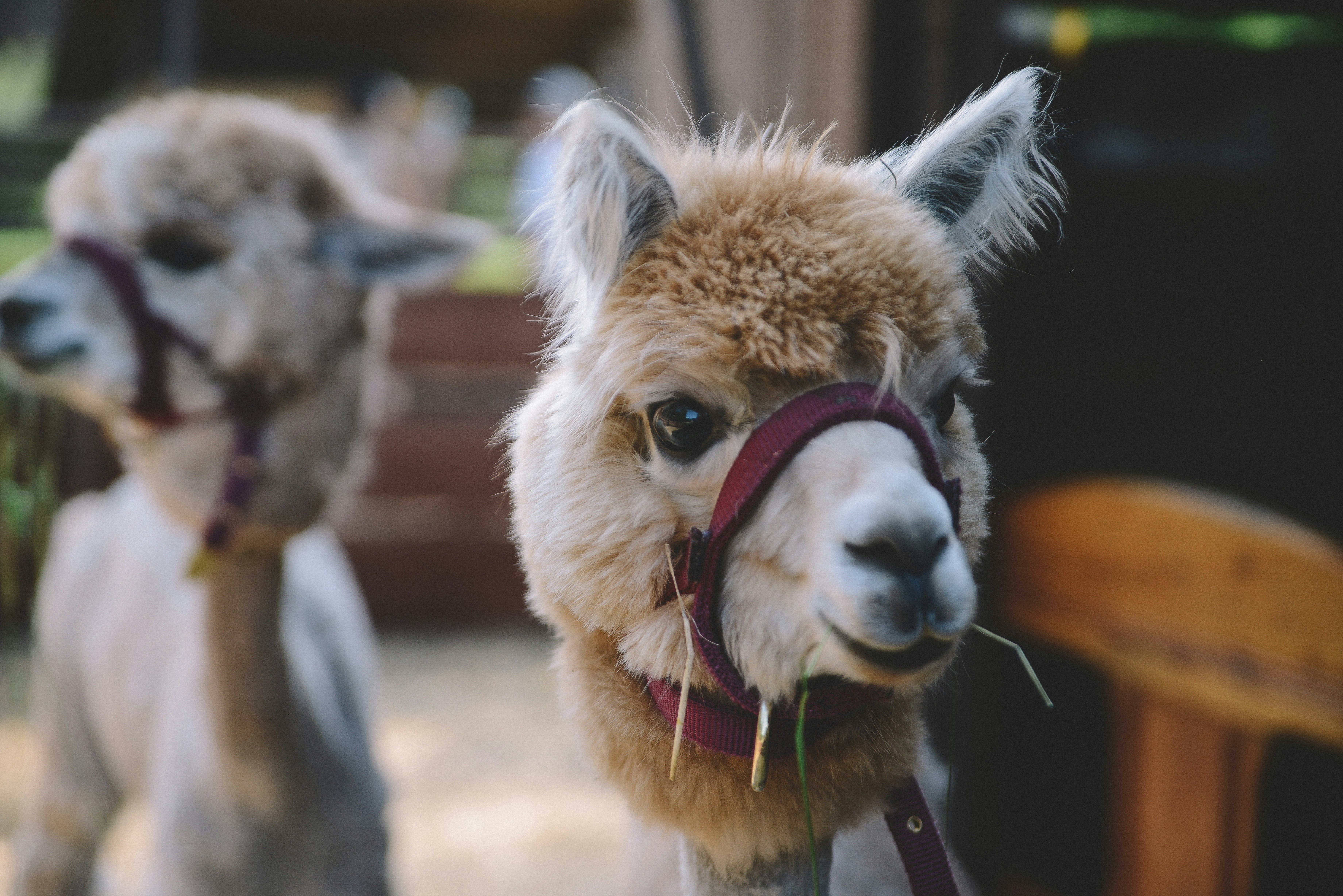 Two llamas with halters stand in a sunlit stable, one in sharp focus while the other is blurred in the background.