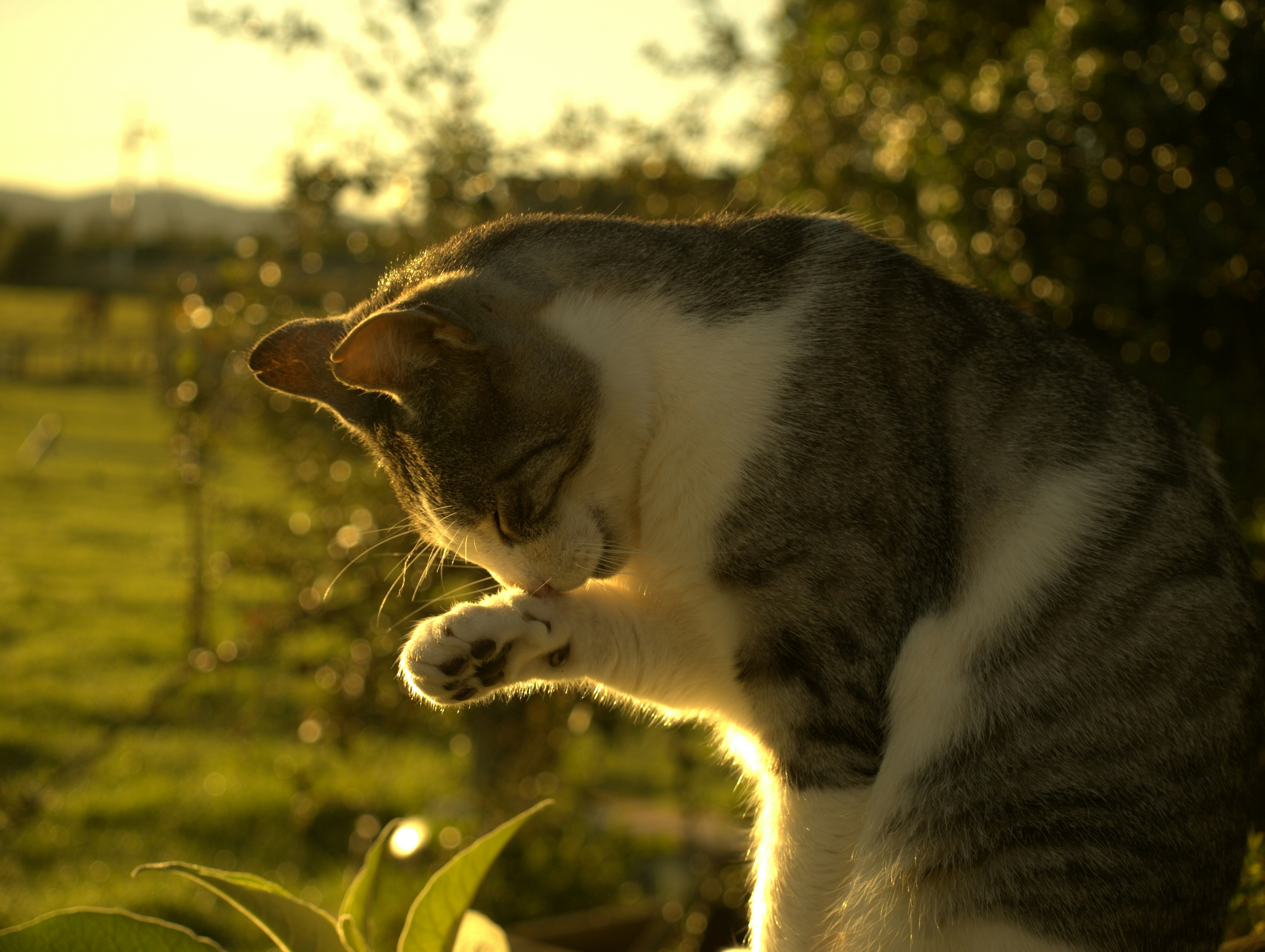 A gray and white cat grooming its paw in the warm glow of the setting sun, surrounded by lush greenery.