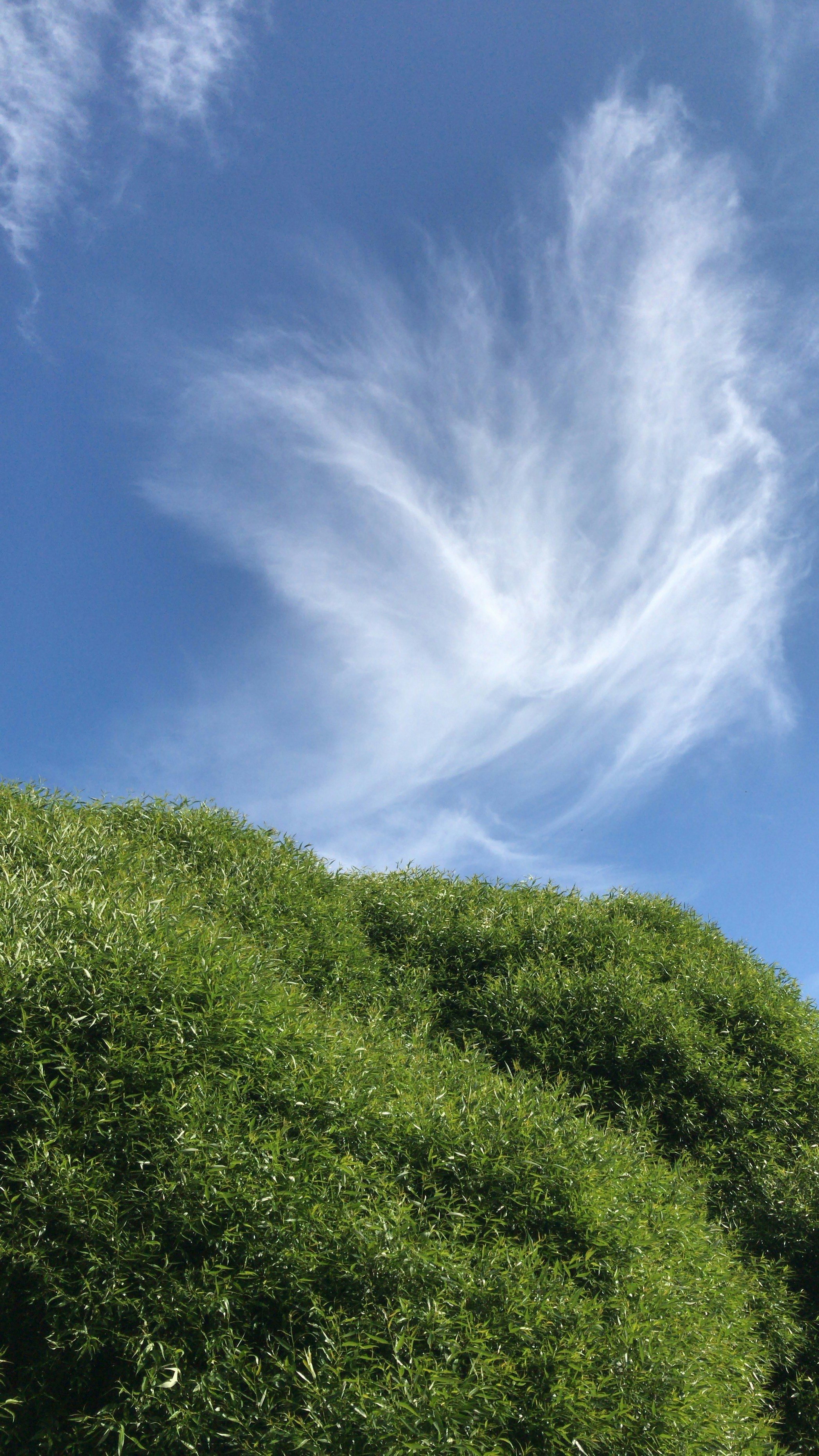 Cirrus Ribbon Over a Velvet Green Hedge
