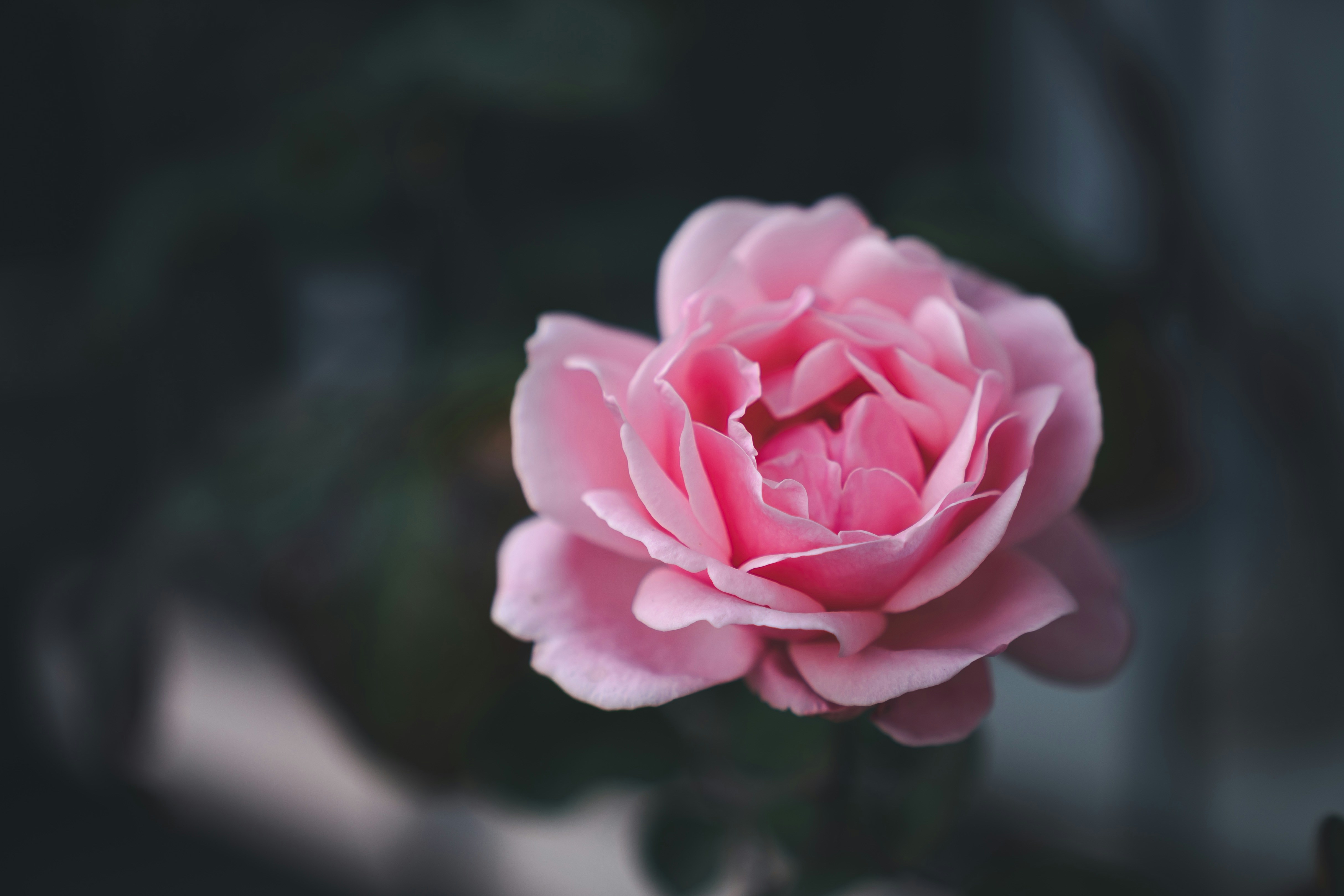 Soft pink rose with layered petals against a muted background, showcasing its intricate details and gentle hues.