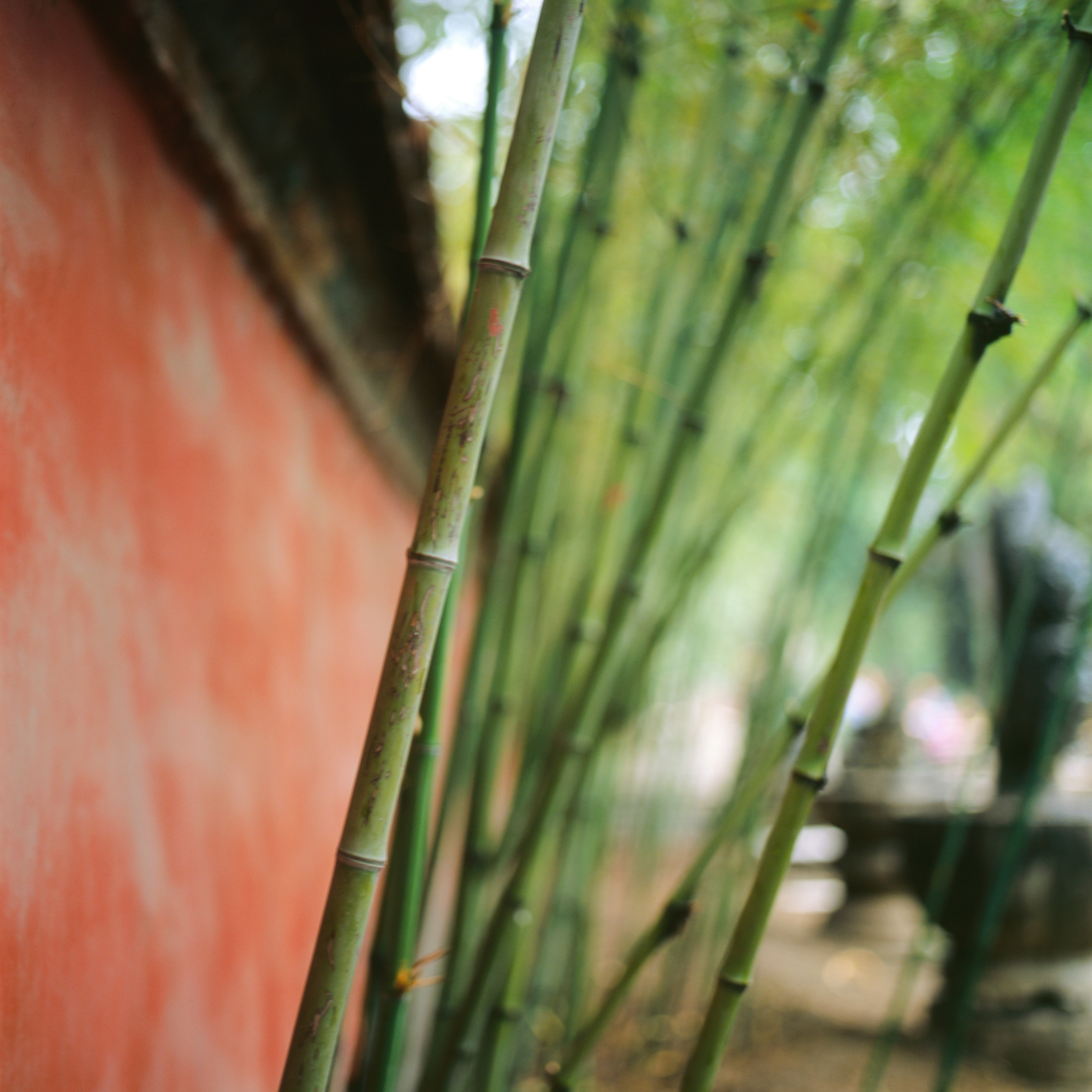 Lush bamboo stalks stand tall against a vibrant red wall, creating a tranquil atmosphere in a serene garden setting.
