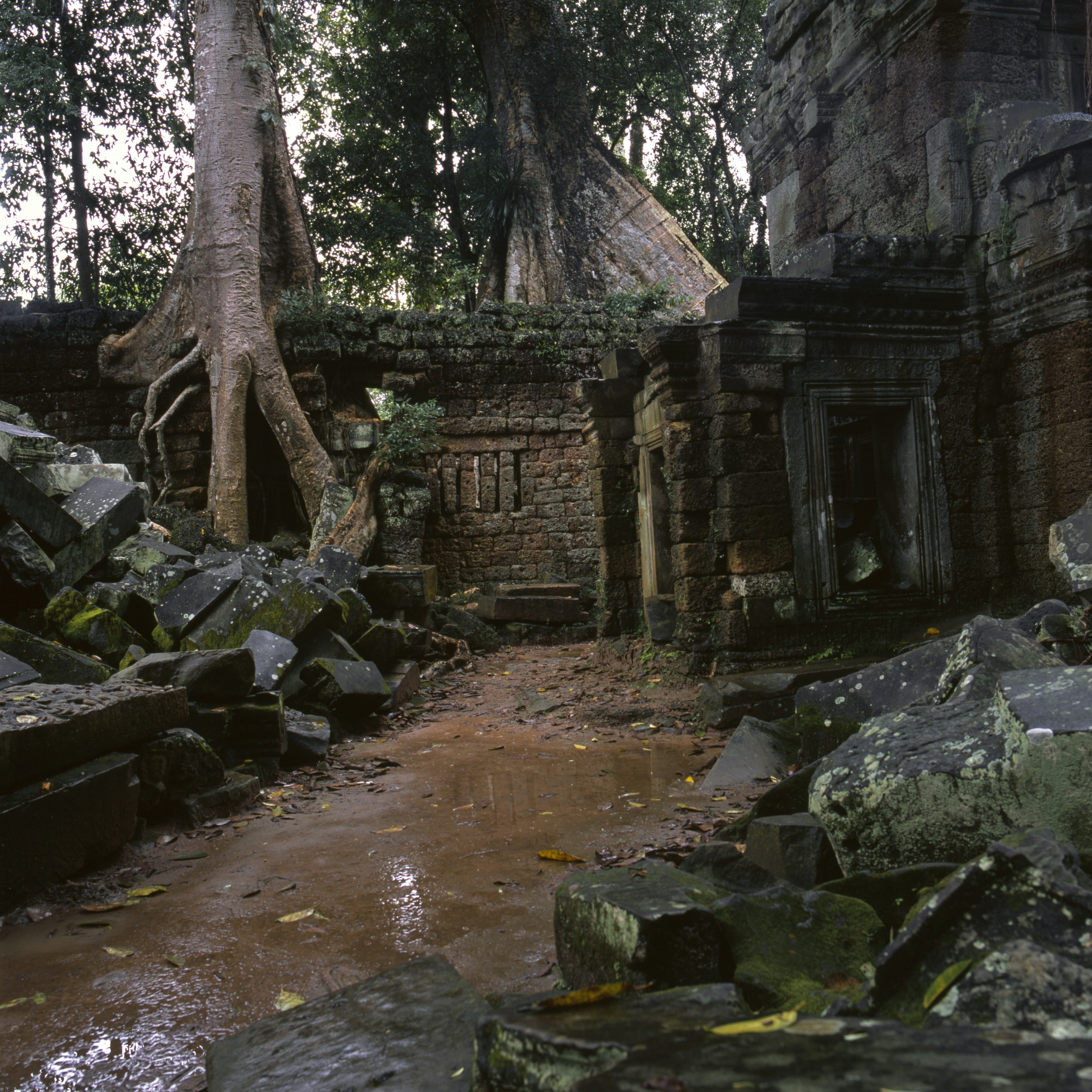 Ancient temple ruins entwined with towering trees and scattered stones, showcasing nature's reclaiming embrace.