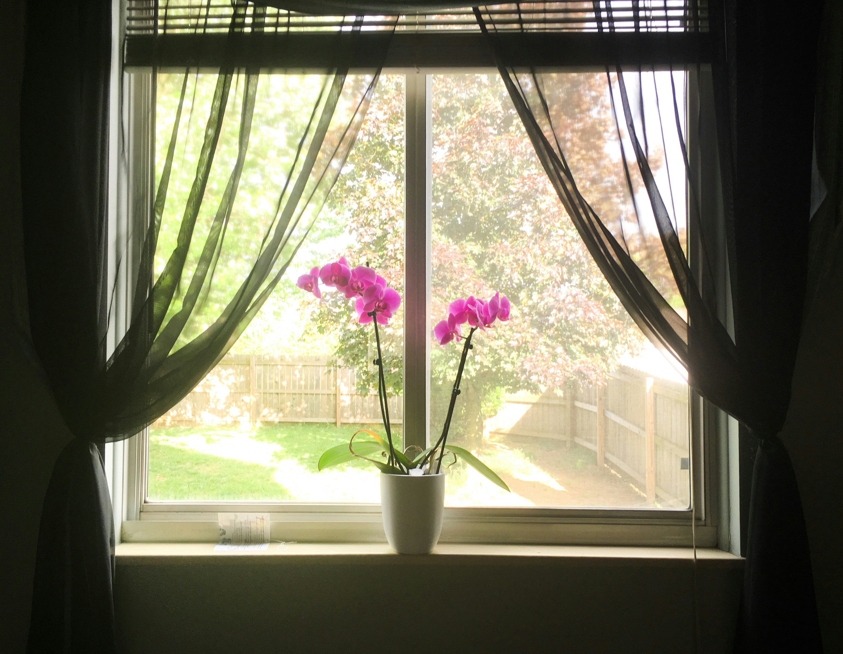 Saw some cool lighting from the open blinds so I put my ice orchids on the window sill