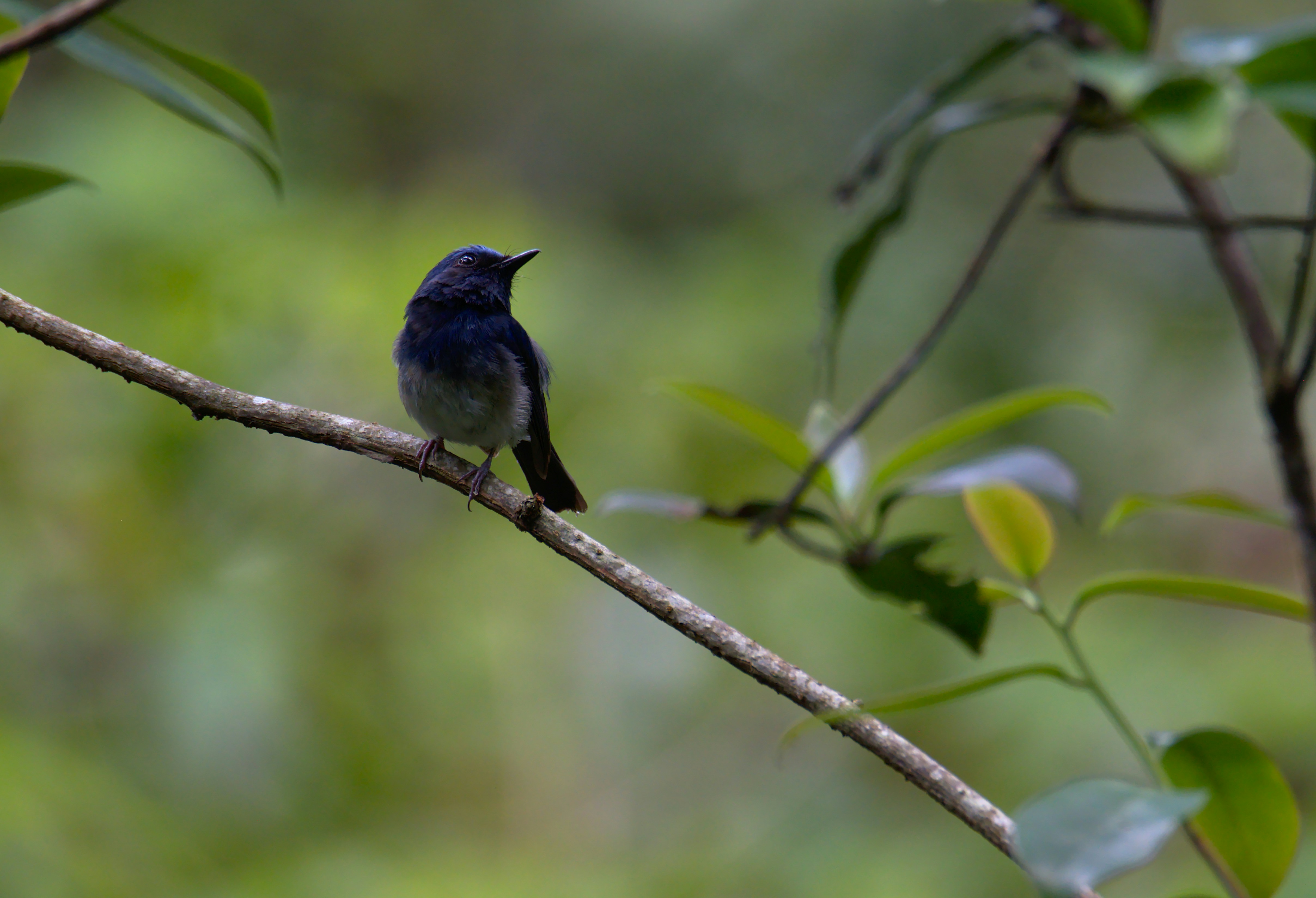 A small bird perched on a branch amidst lush greenery, showcasing its vibrant plumage and alert demeanor.