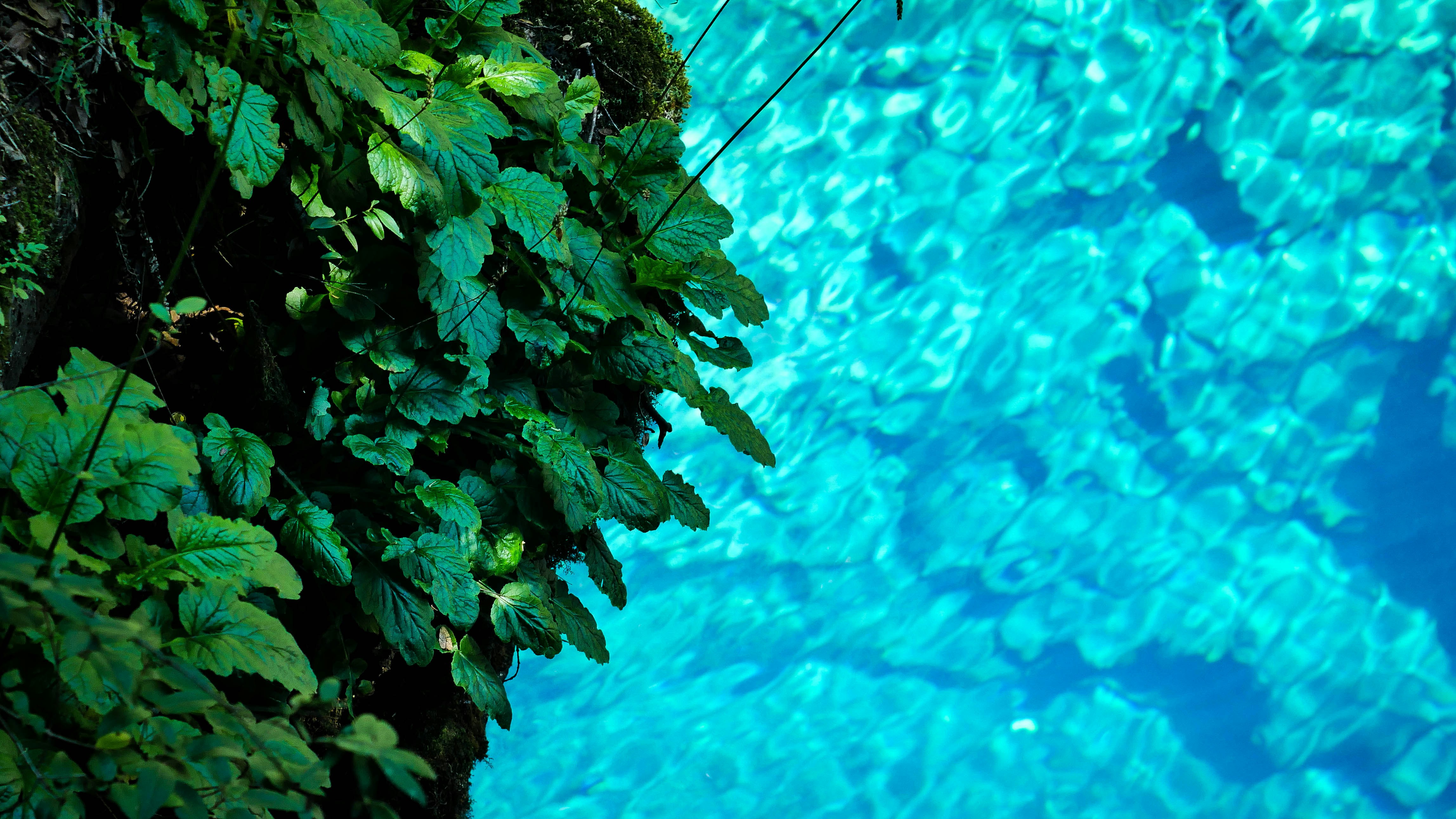 Lush green foliage contrasts with vibrant blue water beneath a clear sky.