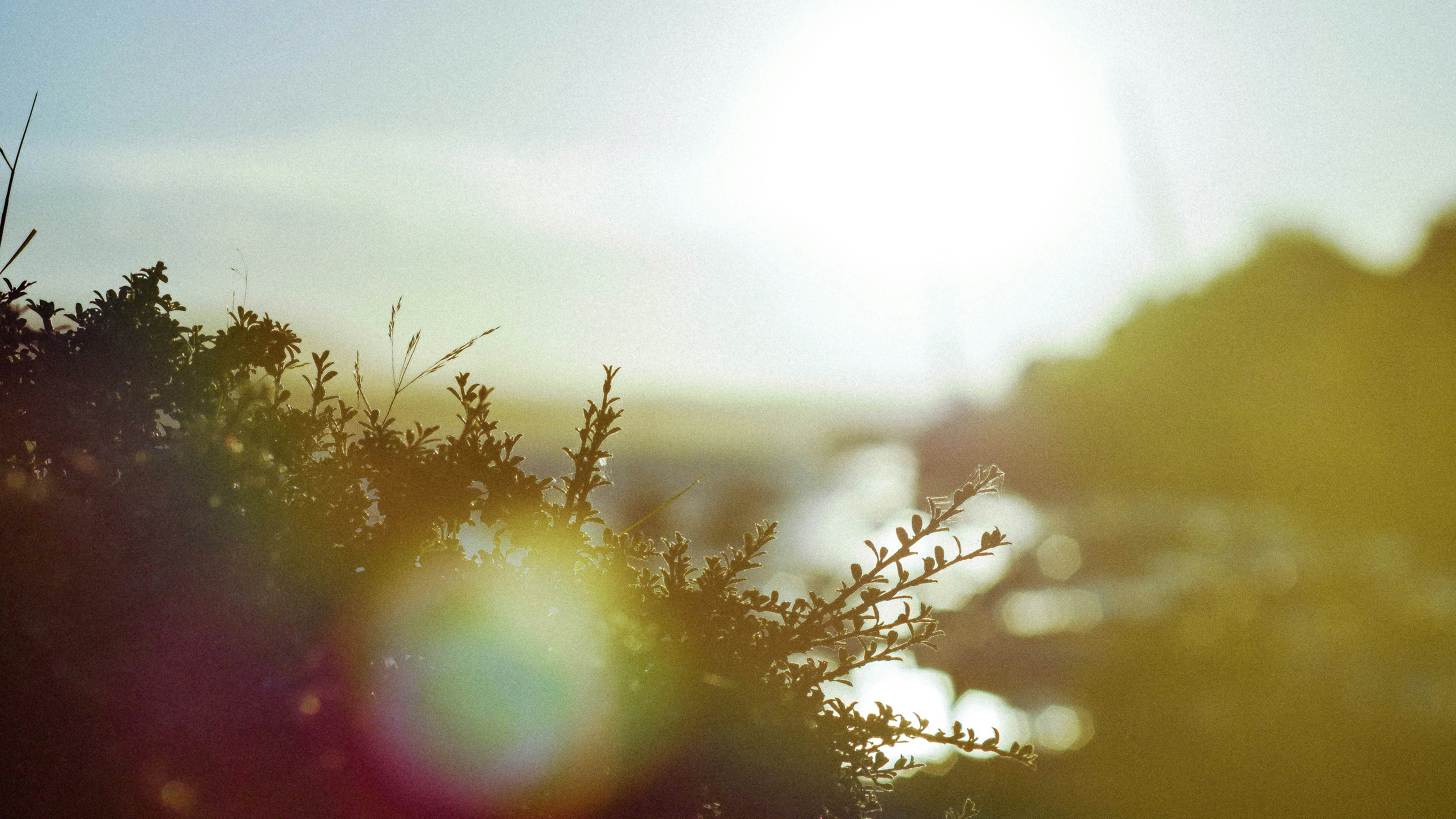 Sunlight filters through foliage, casting a warm glow over a tranquil coastal scene. The soft focus and lens flare evoke a dreamy atmosphere.
