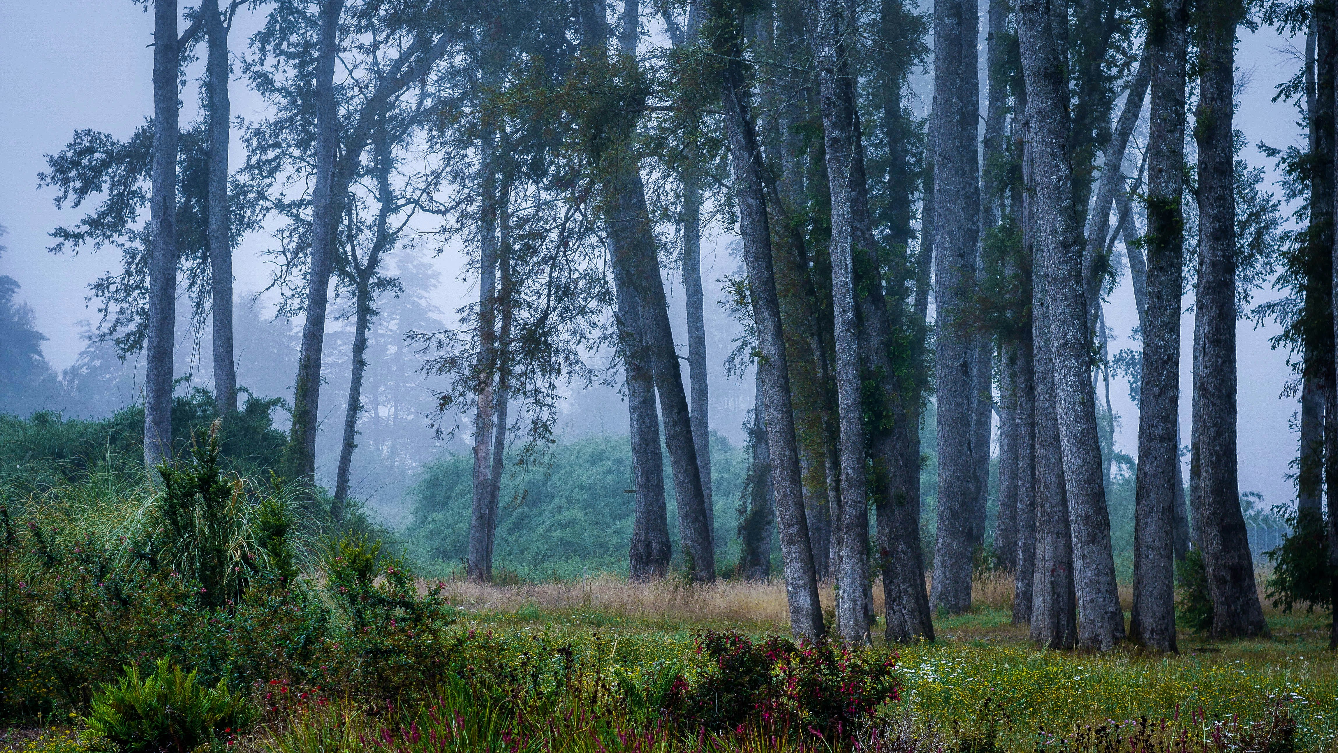 Whispering Woods in Morning Mist