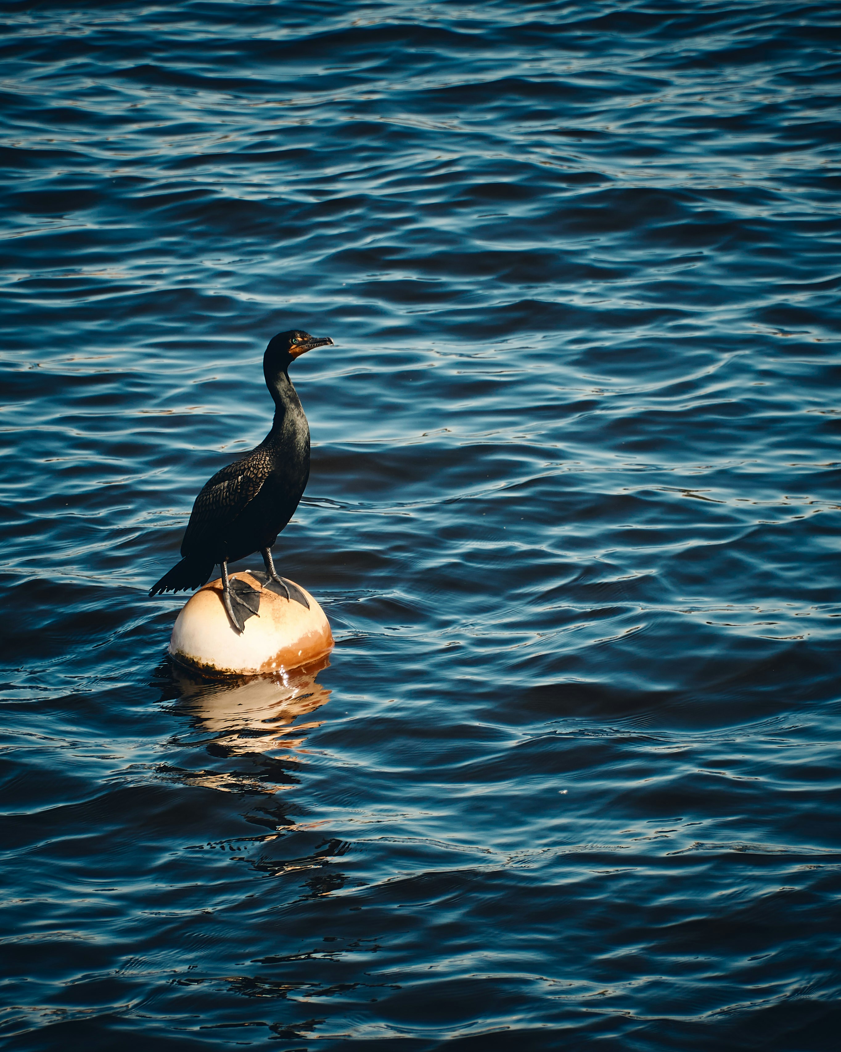 Cormorant Sentinel on a Sunlit Buoy