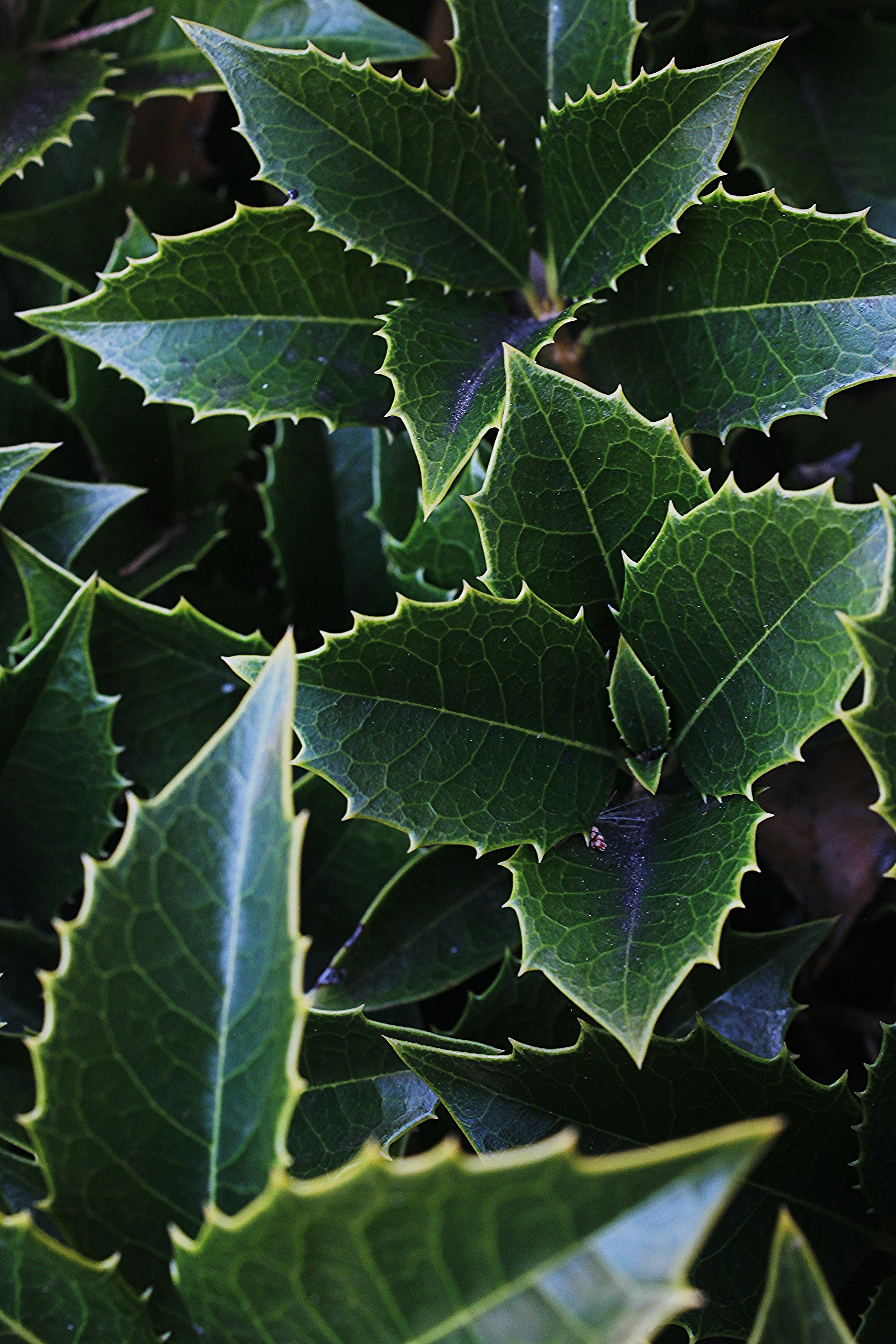 Planta de hoja verde foto – Imagen de Gris gratuita en Unsplash