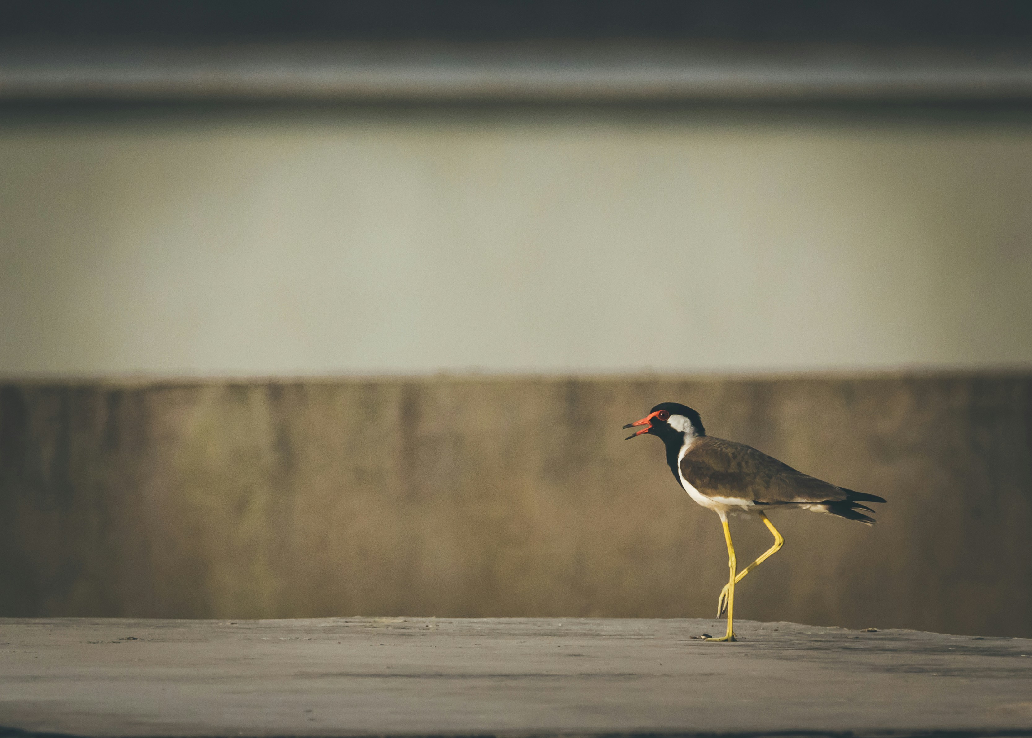 Red-wattled Lapwing