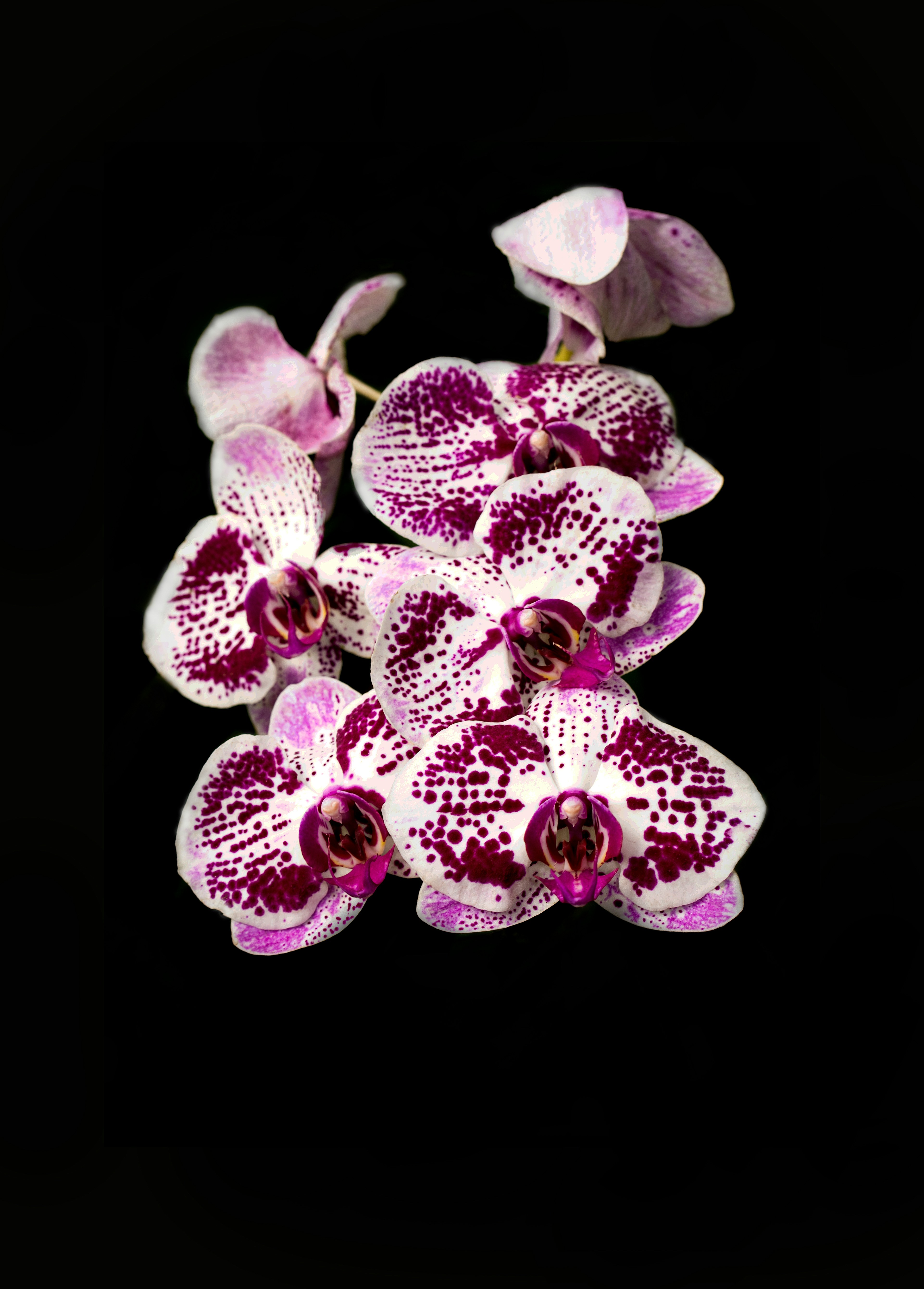 Phalaenopsis Crescendo: Magenta-Speckled White Orchid Cluster on Velvet Black