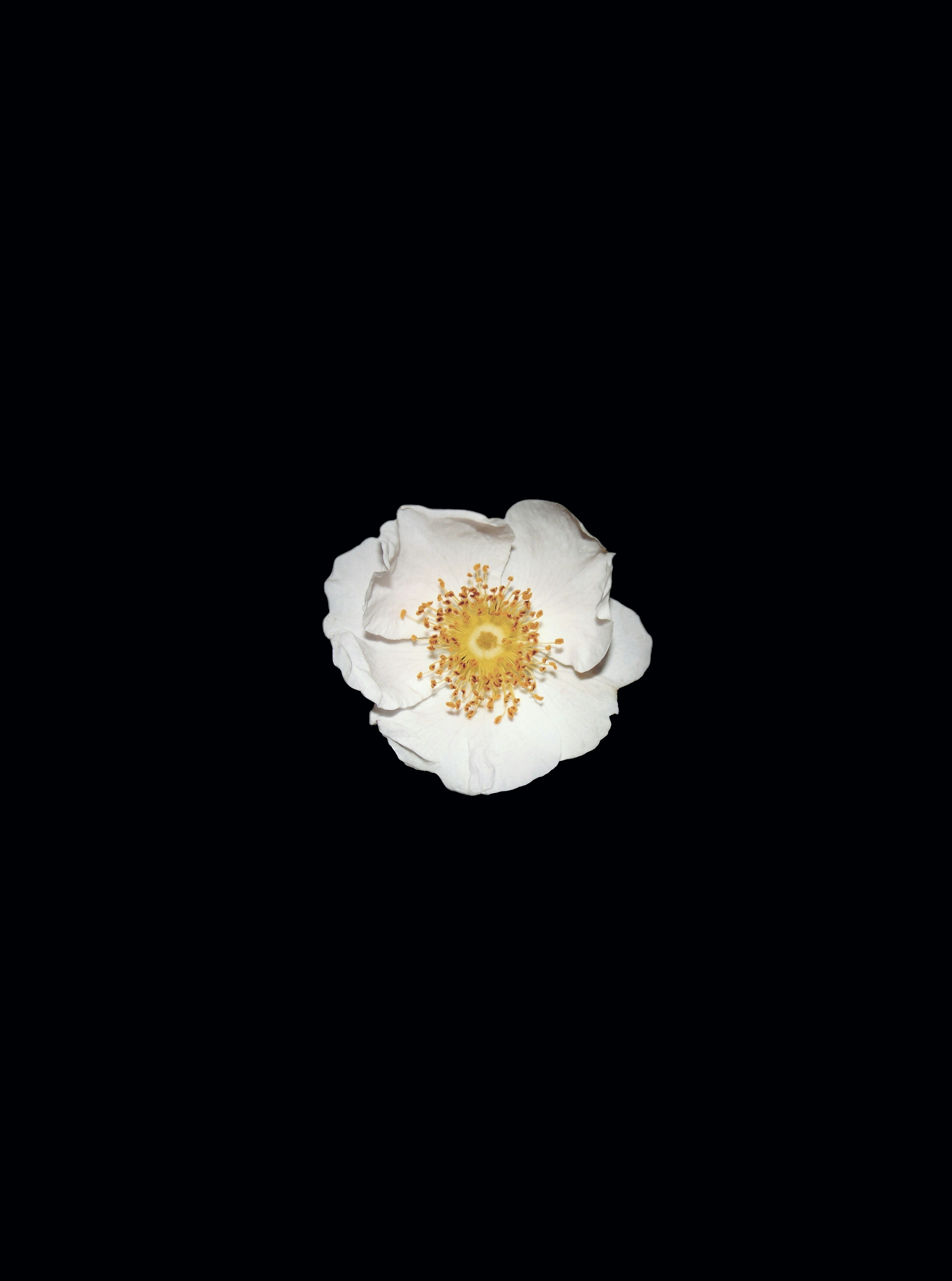 Petal in the Void: A Lone White Flower Emerges from Darkness