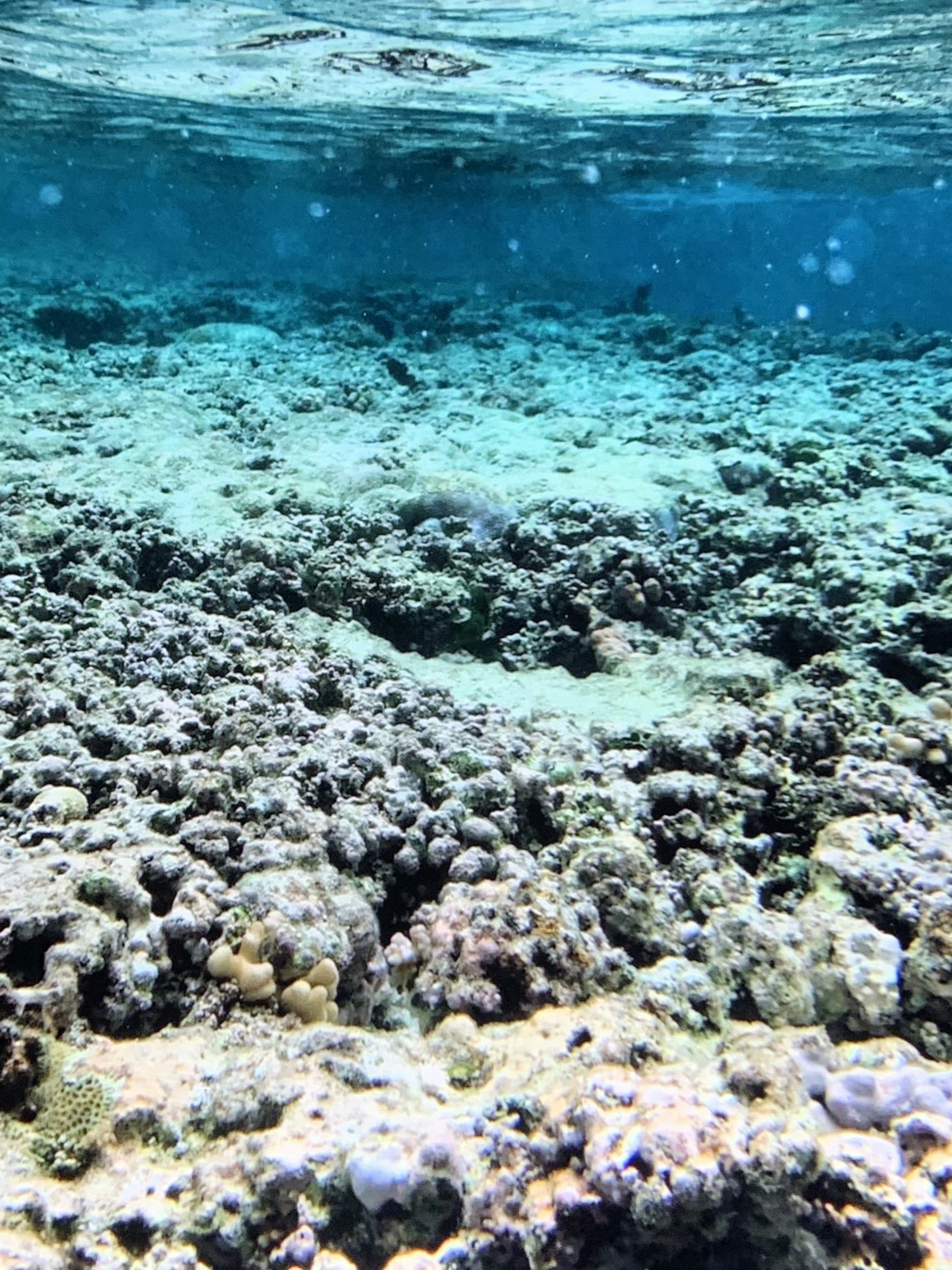 Grey corals underwater photo – Free Sea Image on Unsplash