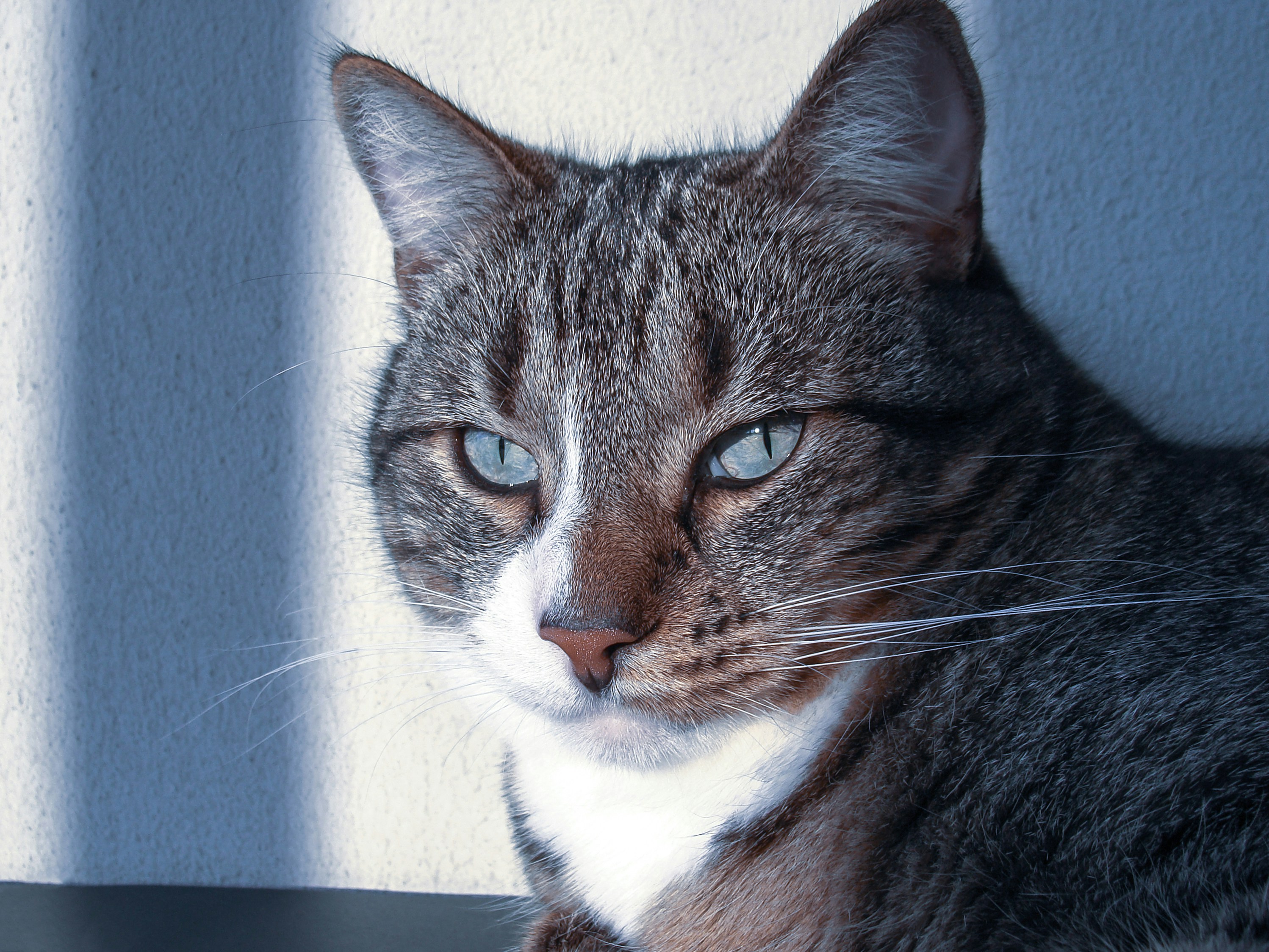 A close-up of a gray tabby cat basking in sunlight, showcasing its piercing blue eyes and soft fur. The play of shadows adds depth to the composition.