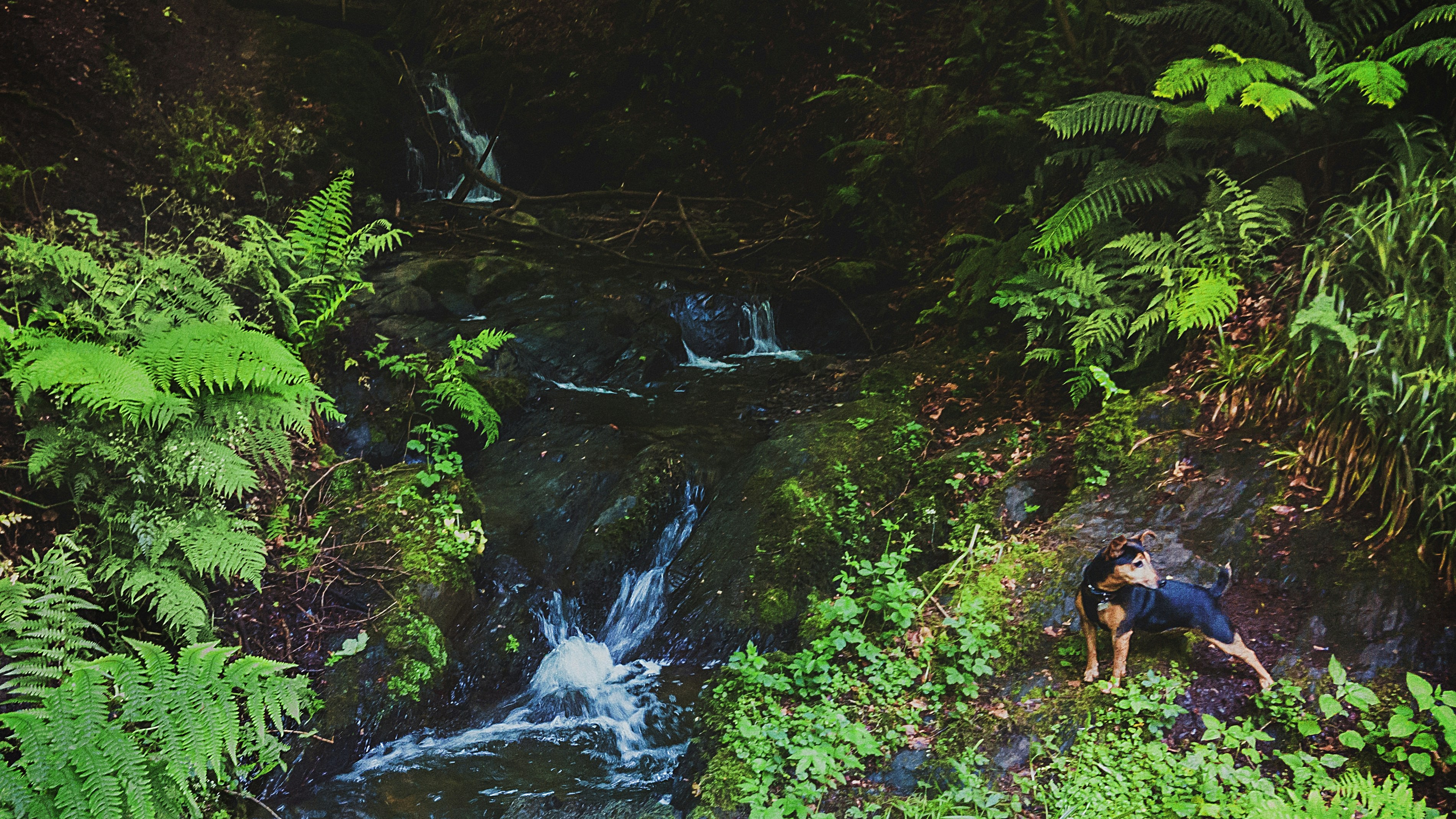 A person climbs a moss-covered rock beside a small forest waterfall, framed by lush ferns. Photograph.
