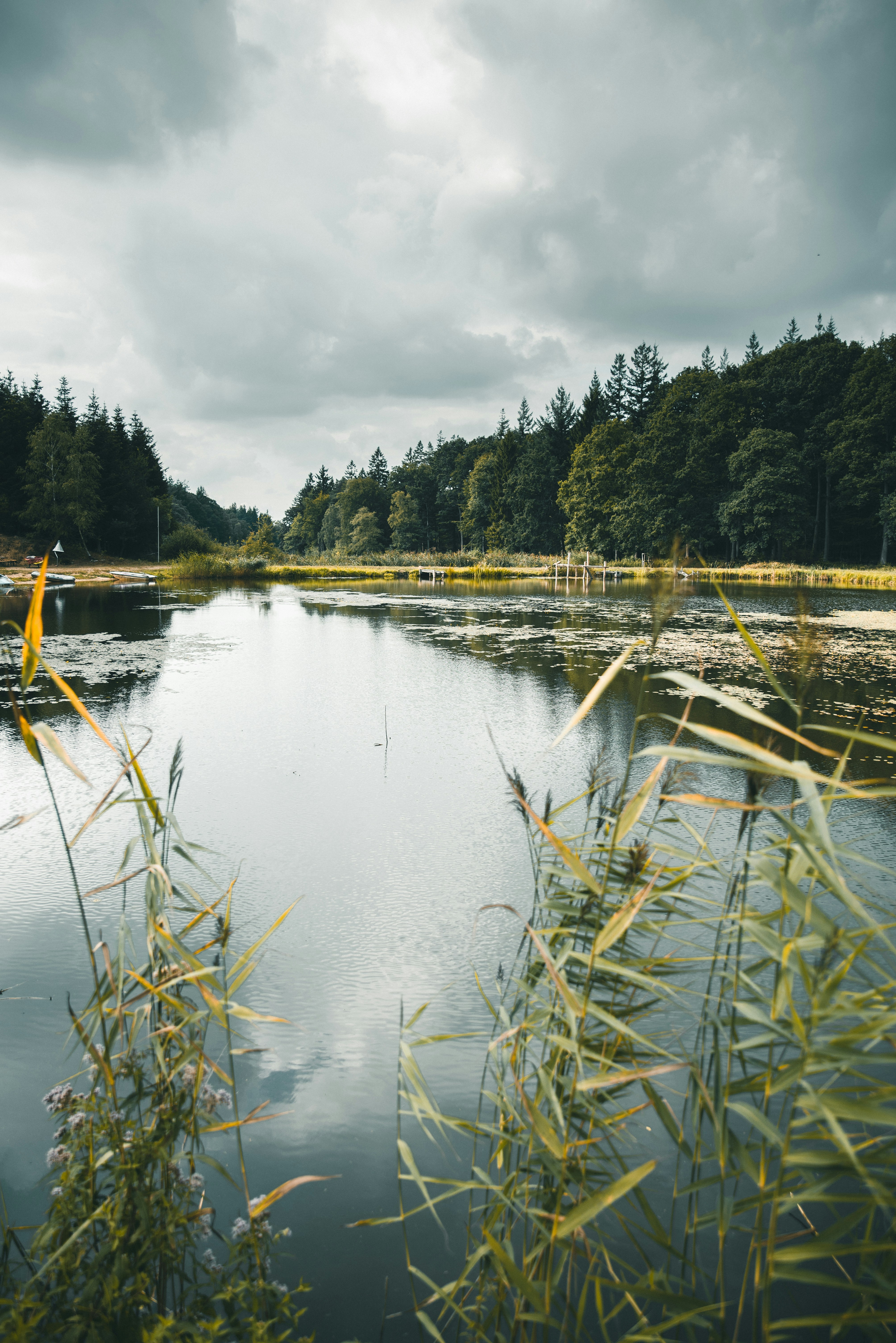 Edge of the Quiet Lake: Reeds Framing a Reflective Calm