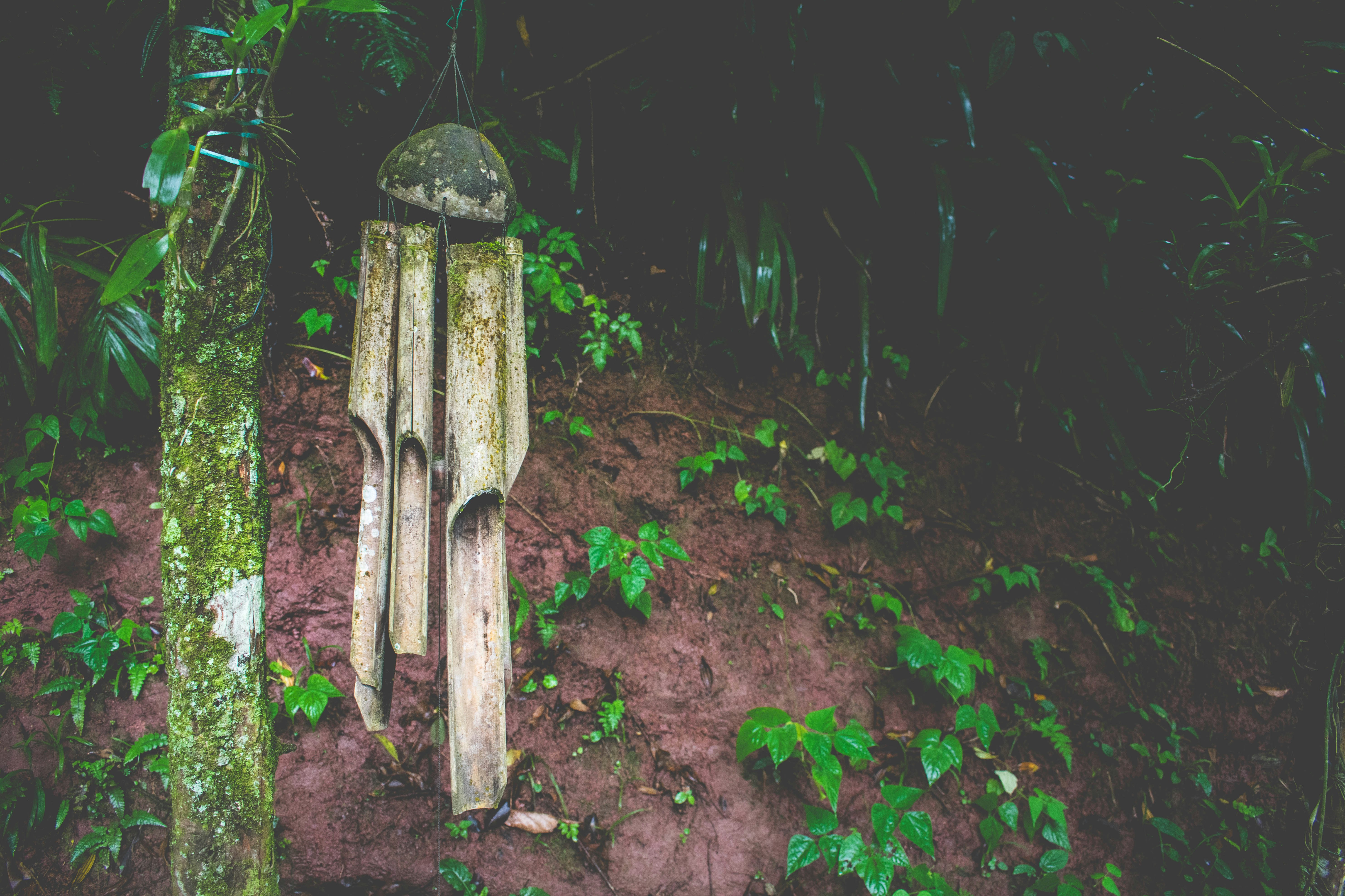 Hanging fern-green Decoy: A Weathered Bird Feeder in a Mossy Glade