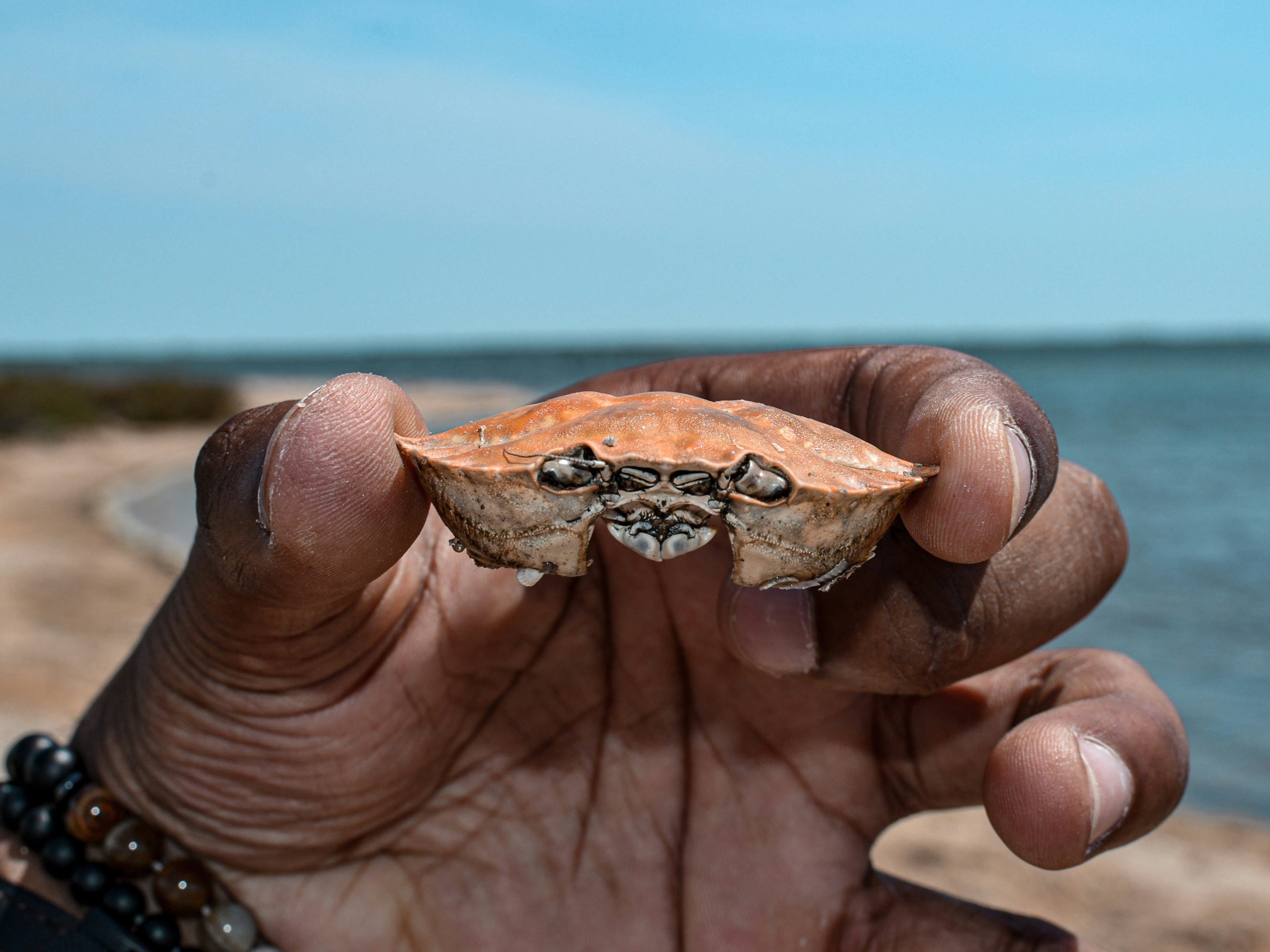 Shell-Stowaway: A Tiny Crab Framed by Ocean Light