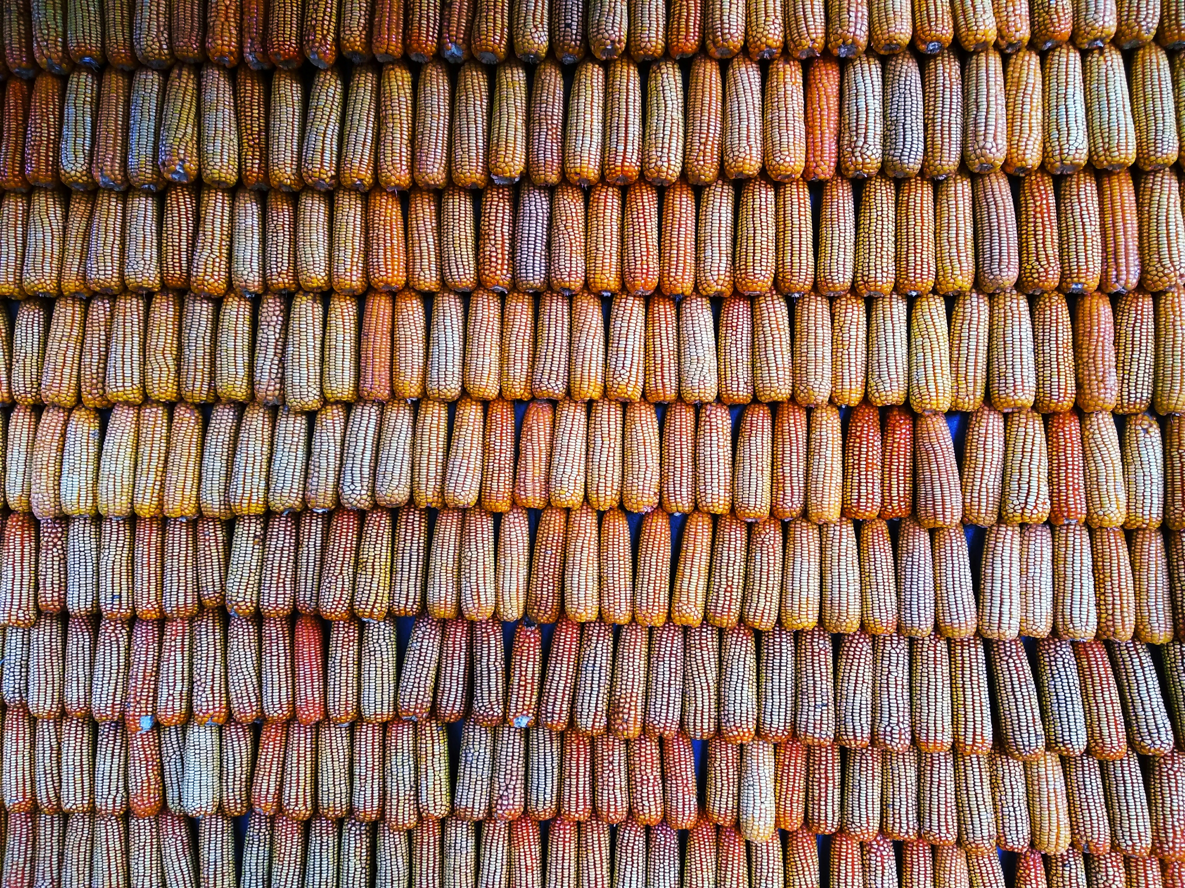 Amber Grid: A Macro Portrait of Wooden Slats in Uniform Rows