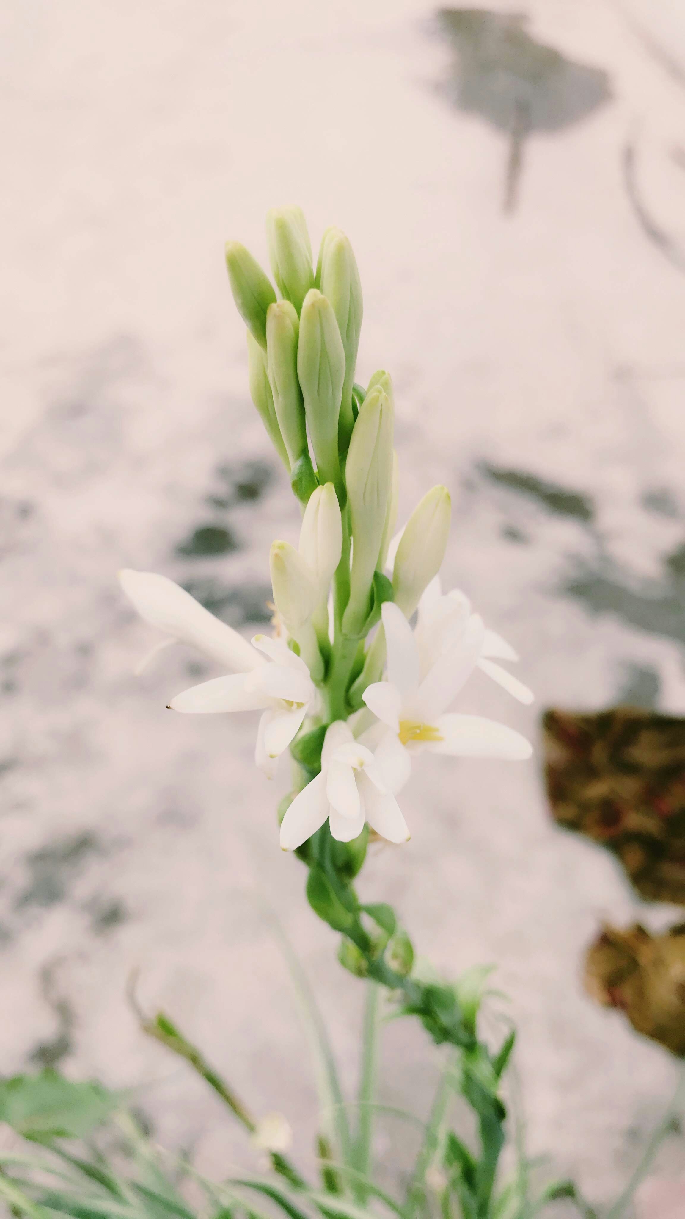 White Foxglove in Soft Focus Afterglow