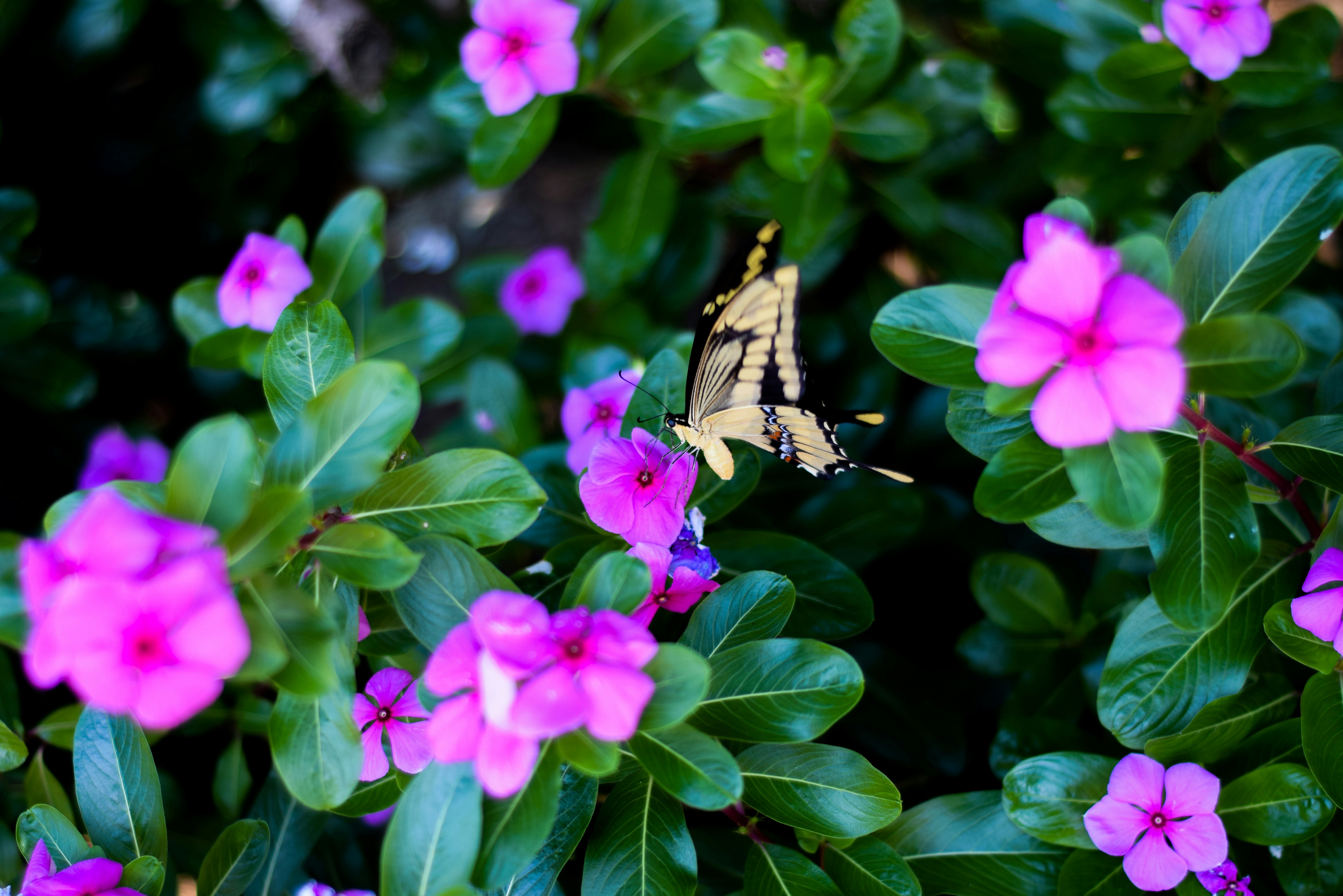white and black butterfly on purple flowers