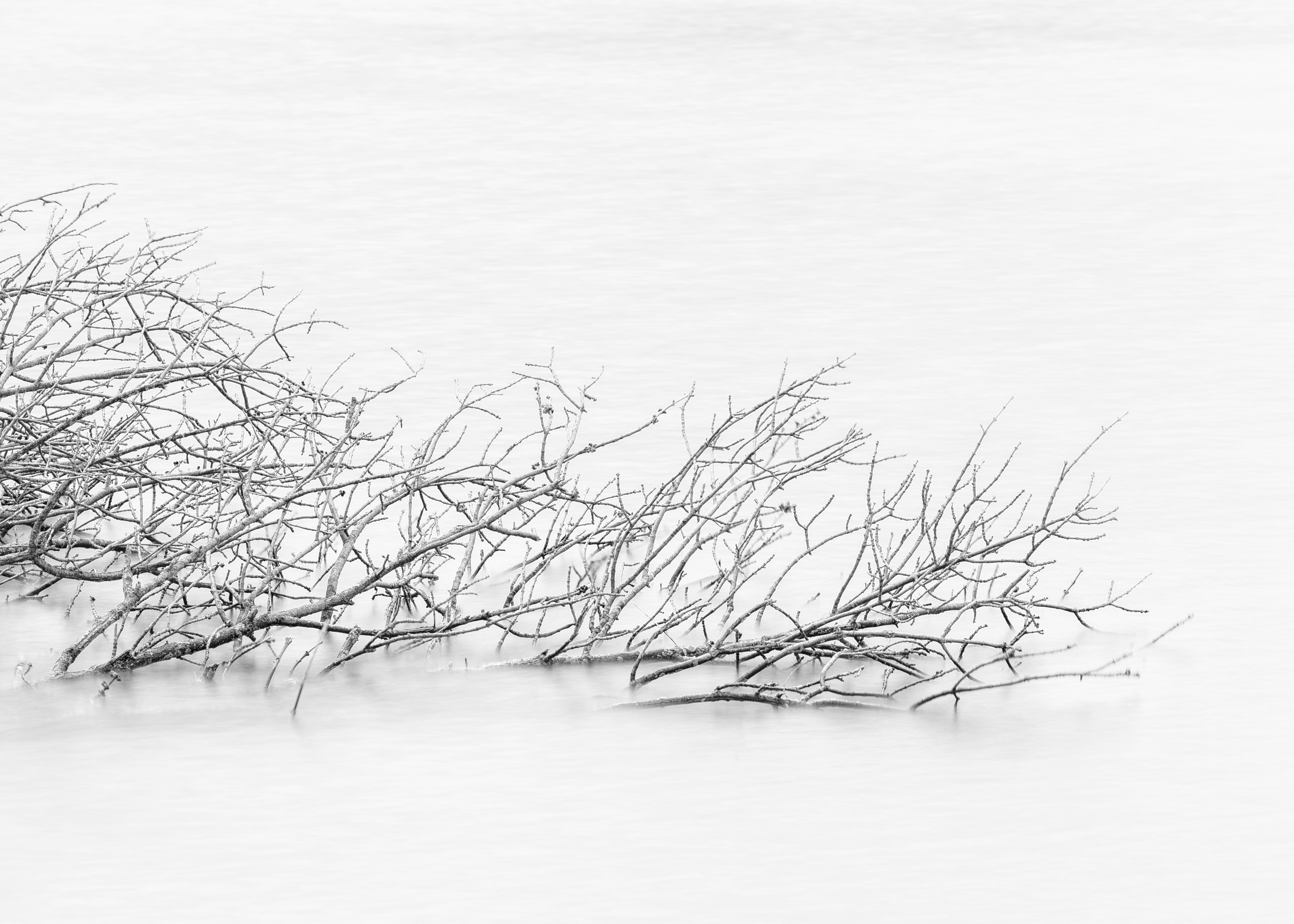 Bare tree branches rest gently on a blanket of snow.