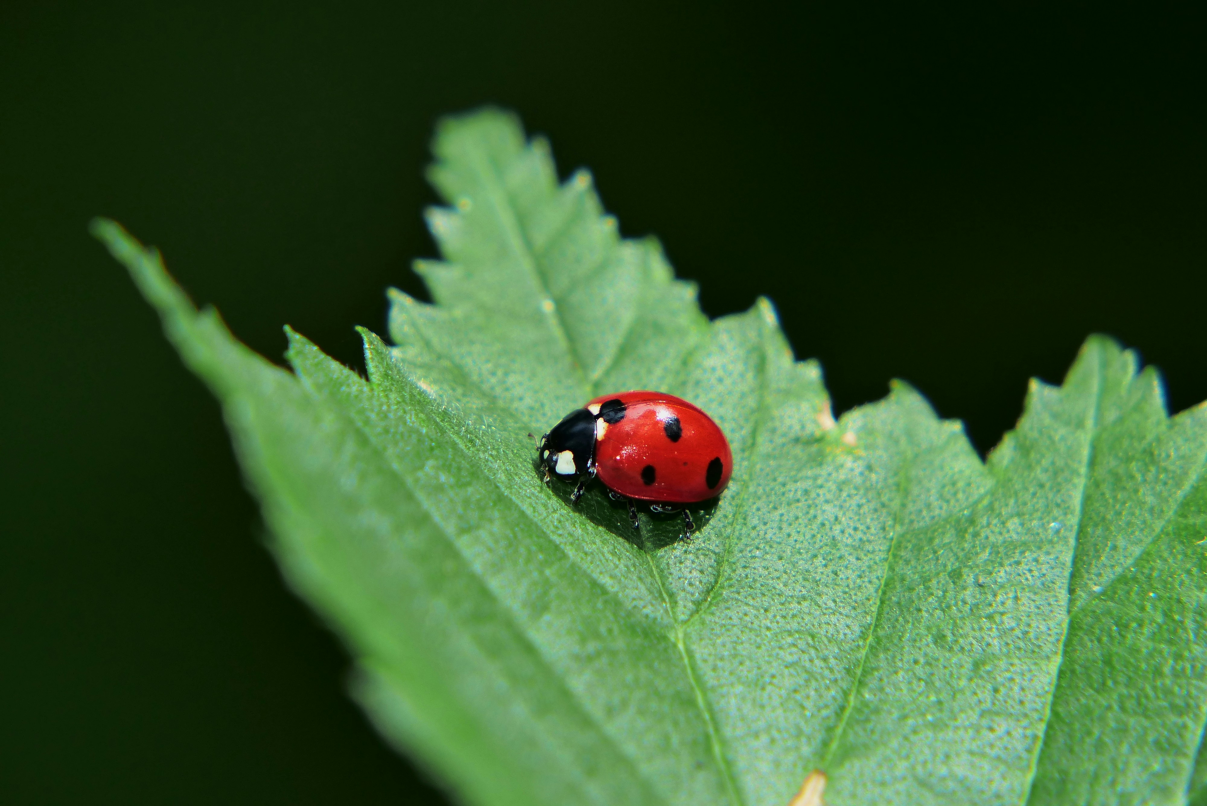 Shallow focus photography of red and black ladybug photo – Free Leaf ...
