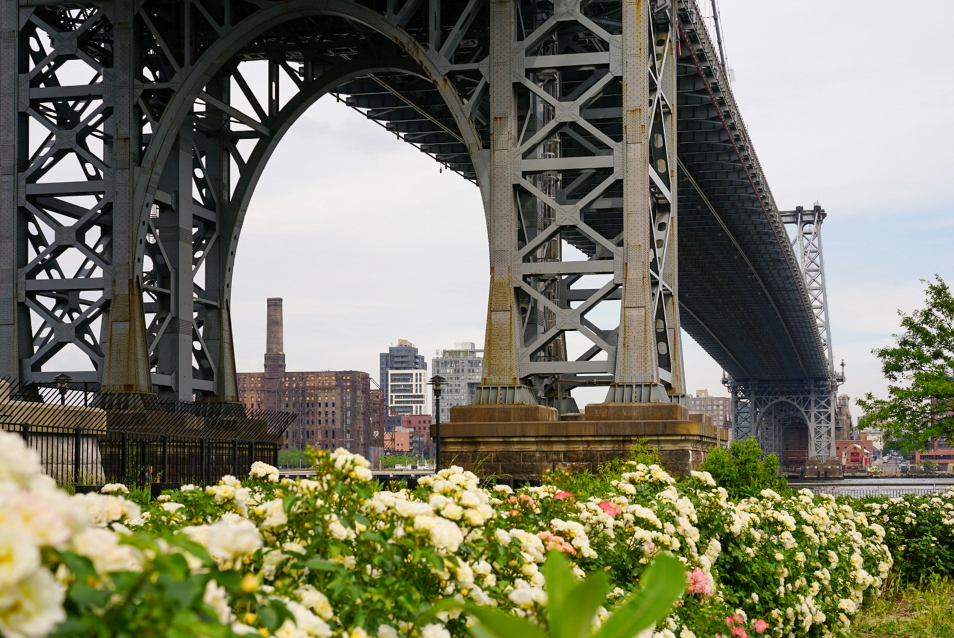 Delicate white roses in full bloom contrast with the sturdy steel architecture of a bridge, showcasing the harmony between nature and urban design.