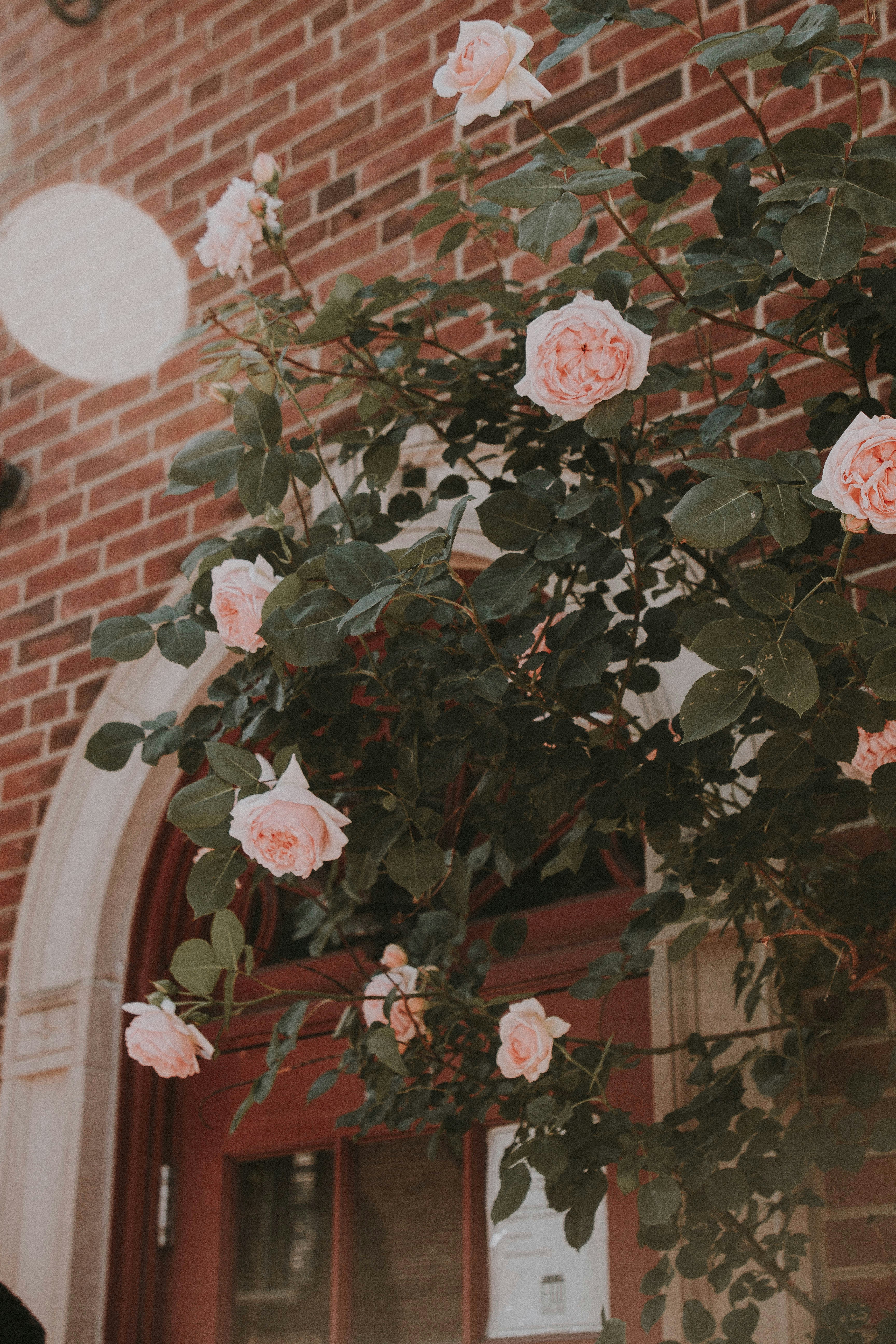 Delicate pink roses cascade against a textured brick wall, creating a harmonious blend of nature and architecture.