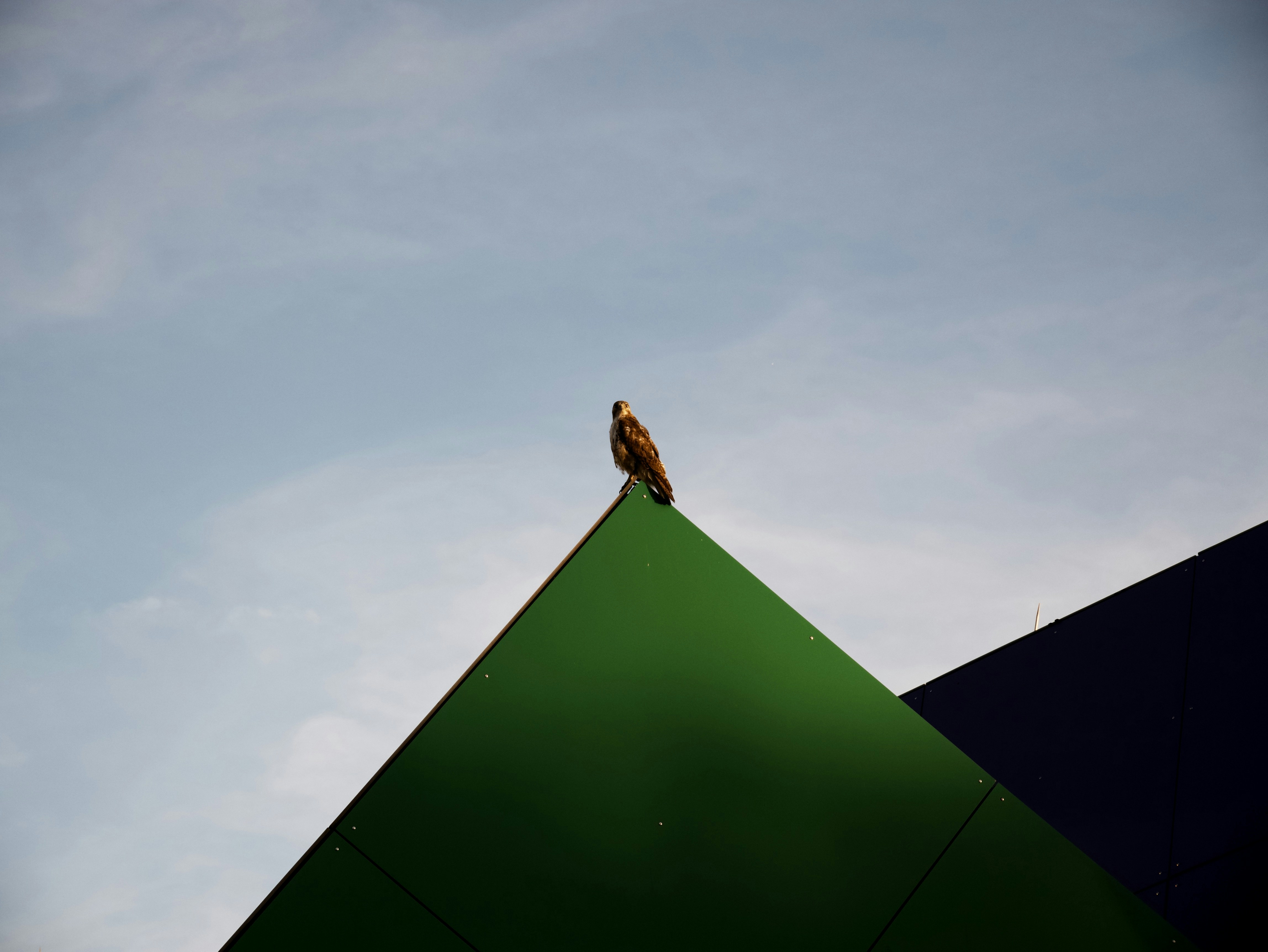 Bird on a Neon Peak: A Moment of Vigilance Against Geometric Light