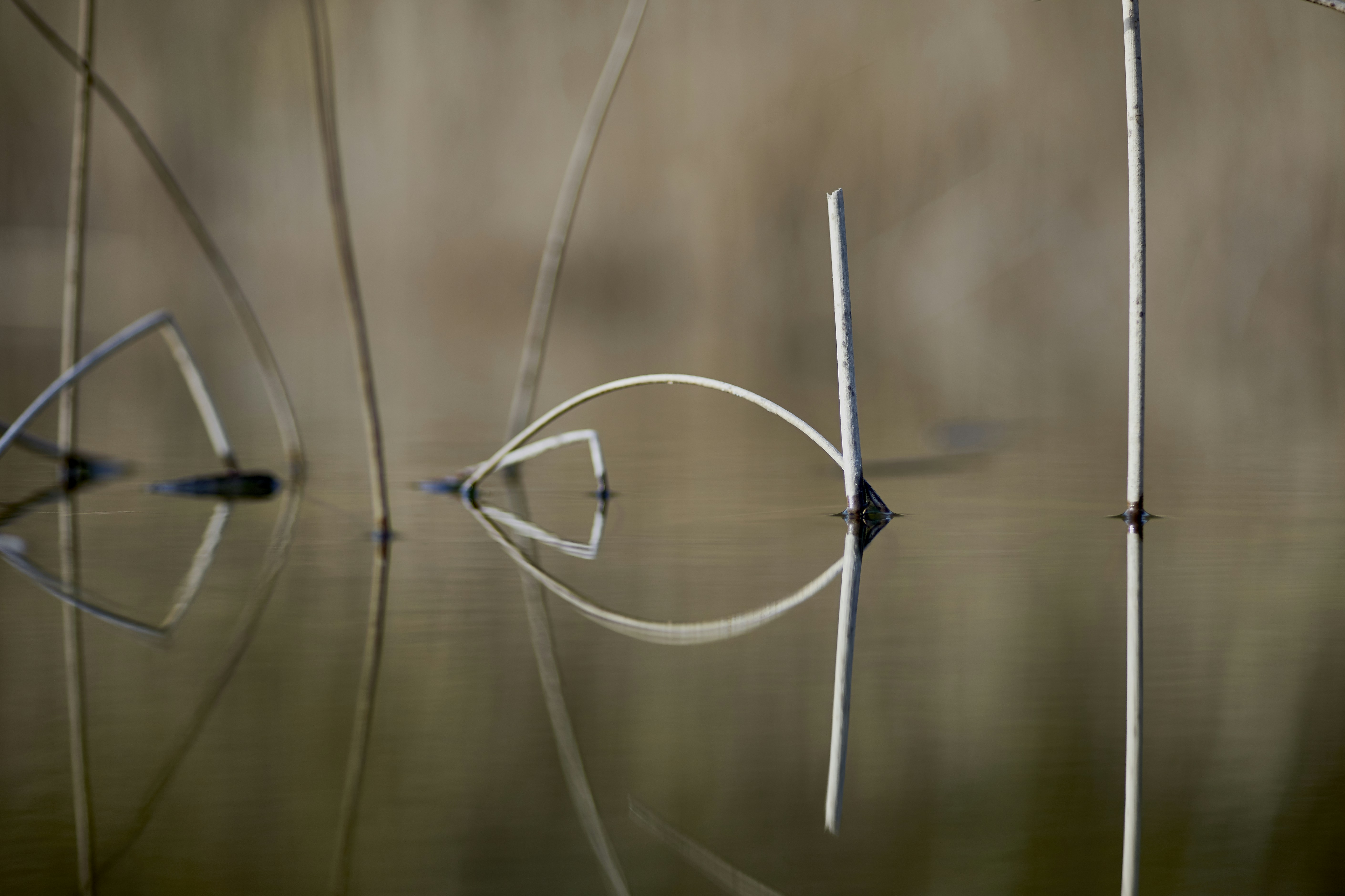 A group of sticks sticking out of the water photo – Free Grey Image on ...