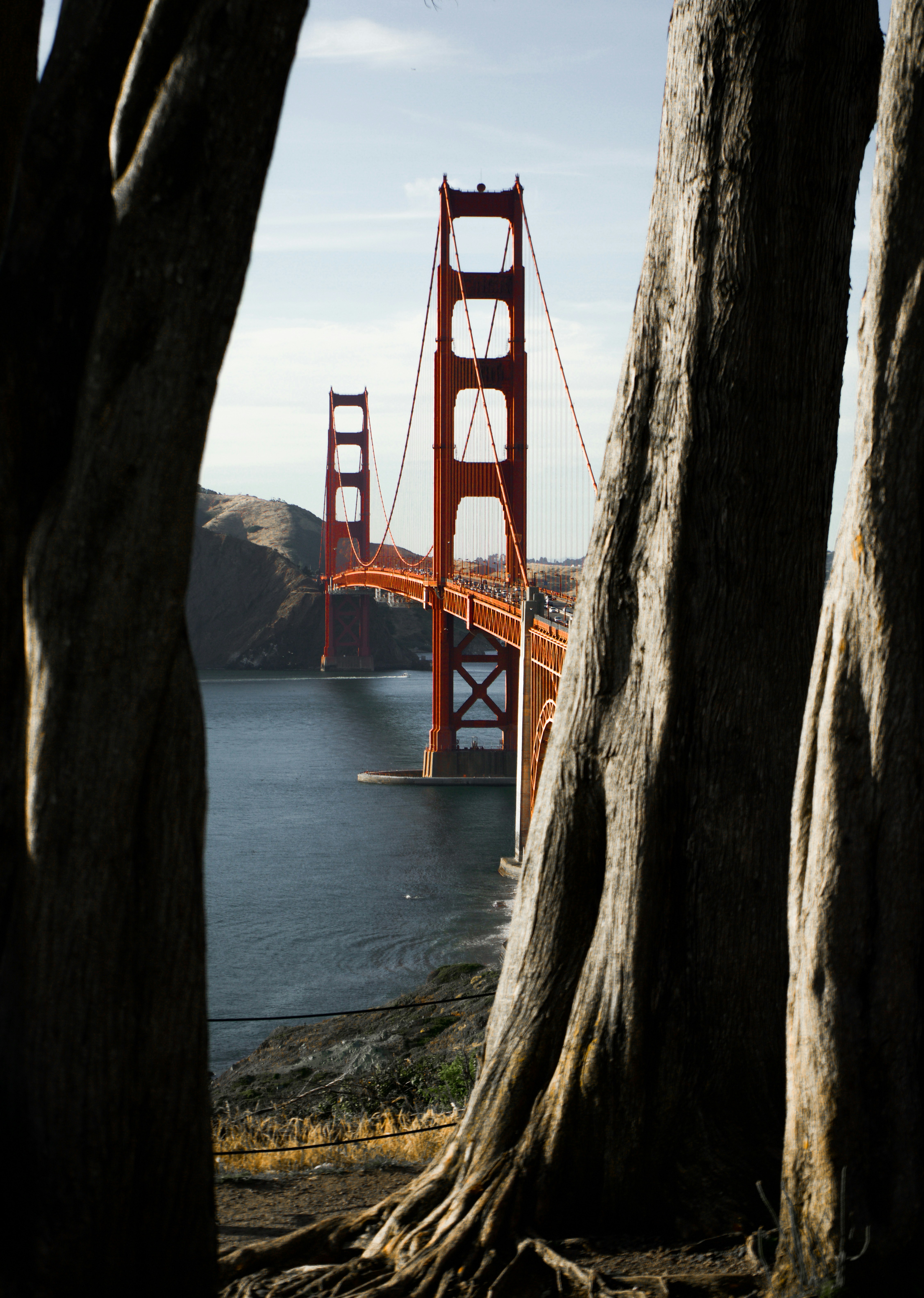 Golden Gate Bridge seen through tree trunks with clear blue sky and water.
