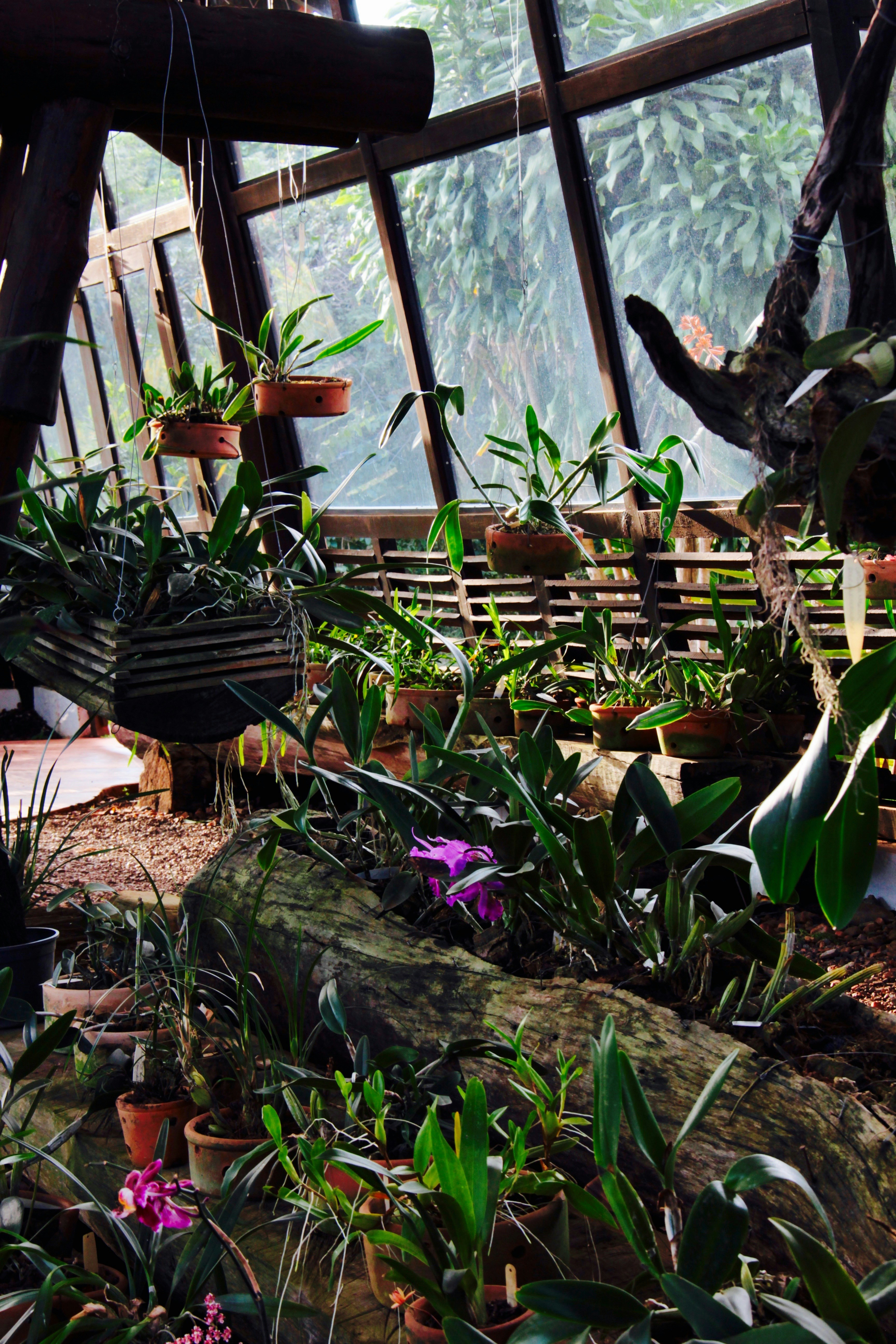Lush greenery and vibrant orchids fill a sunlit greenhouse, showcasing a harmonious blend of nature and cultivation.