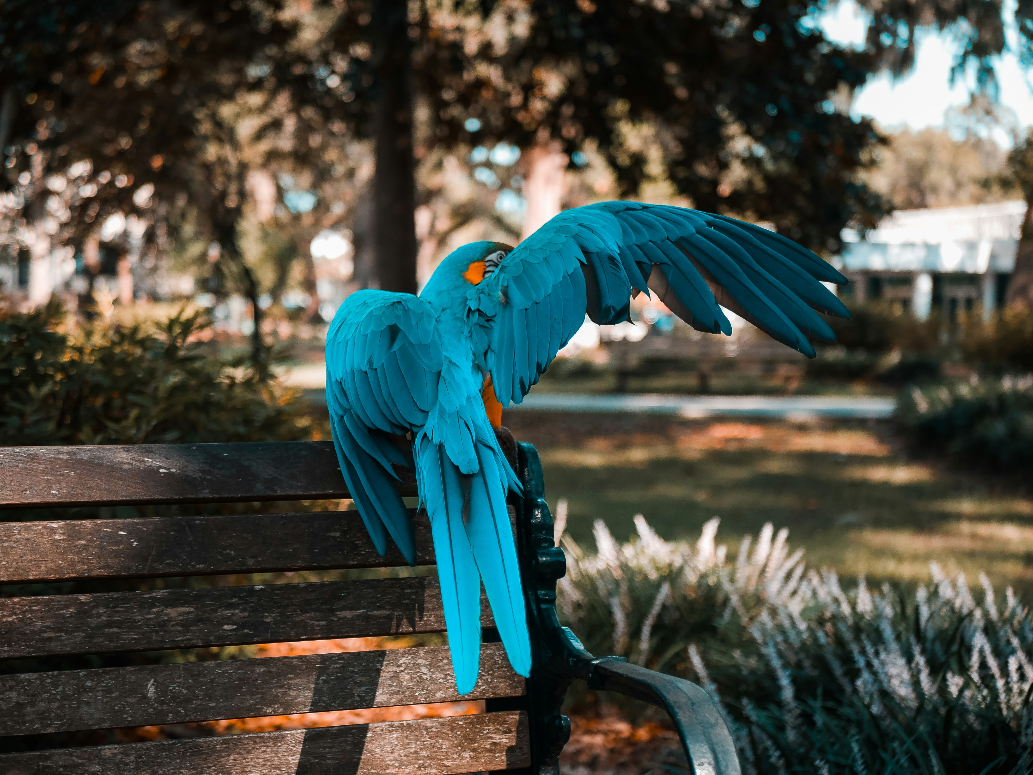 Blue parrot perched on a wooden bench in a sunlit park setting.