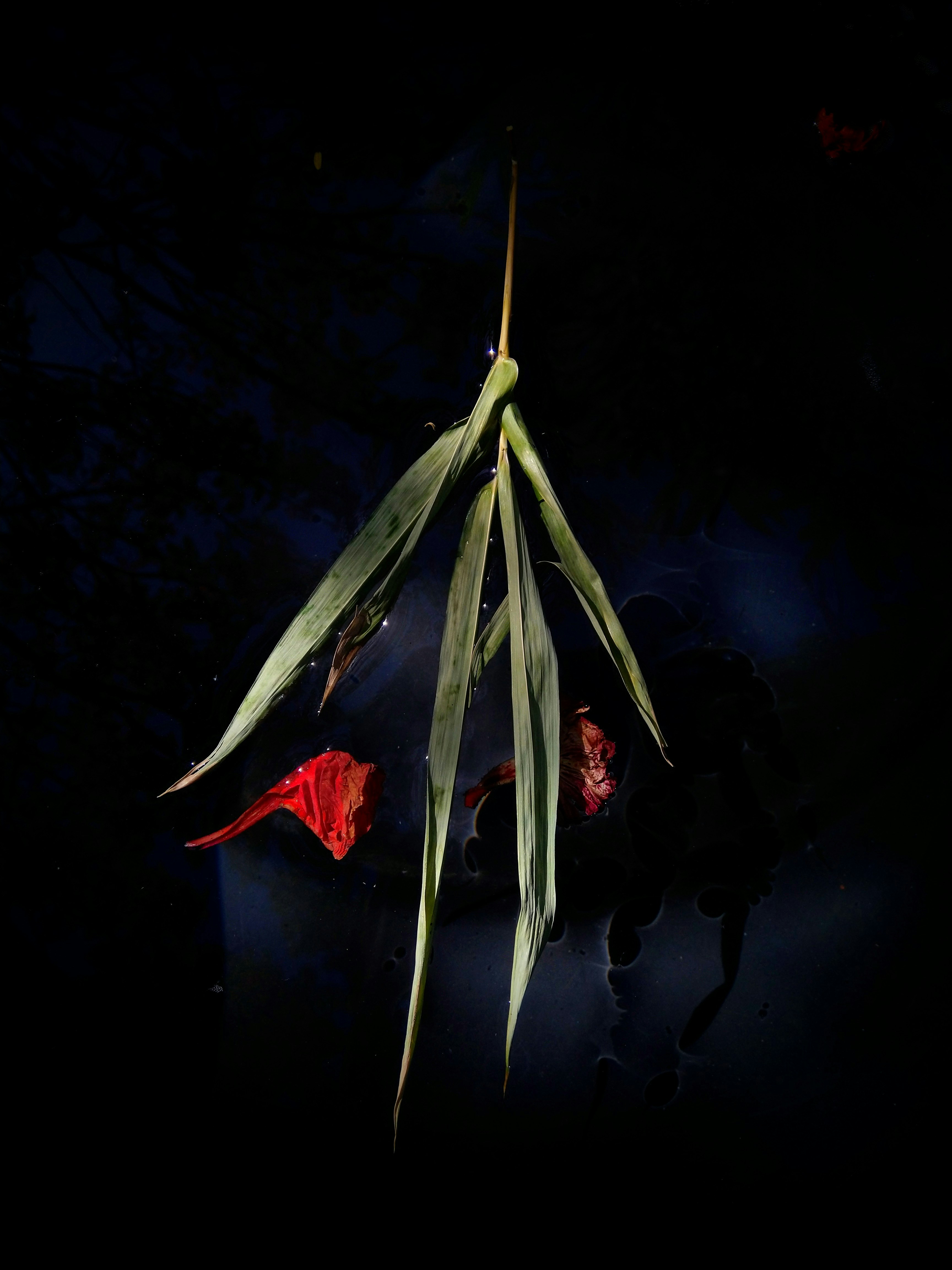 A slender green leaf suspended in dark water, surrounded by scattered red petals, creating a striking contrast. The play of light enhances the serene ambiance.