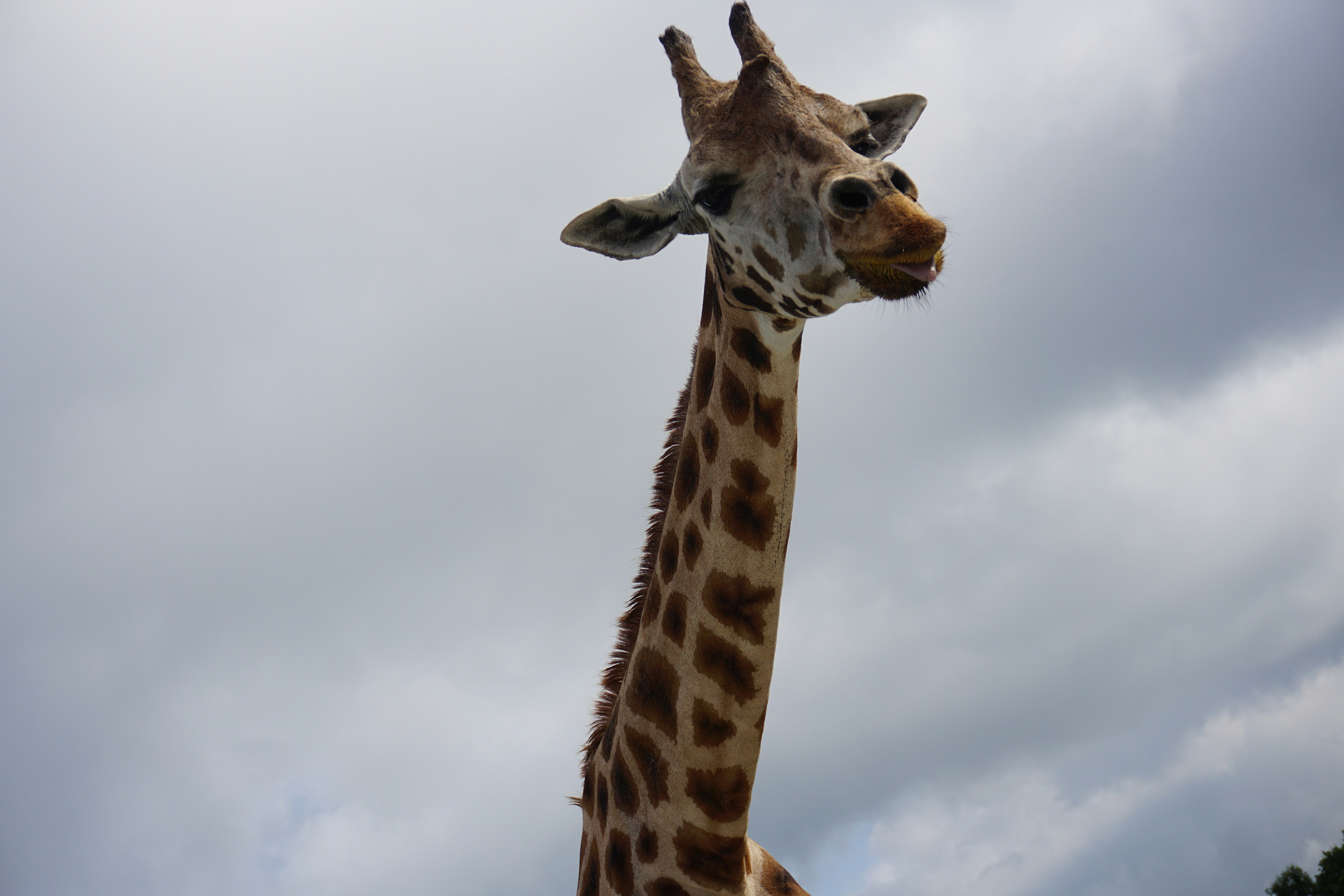 Girafe Pictures | Download Free Images on Unsplash