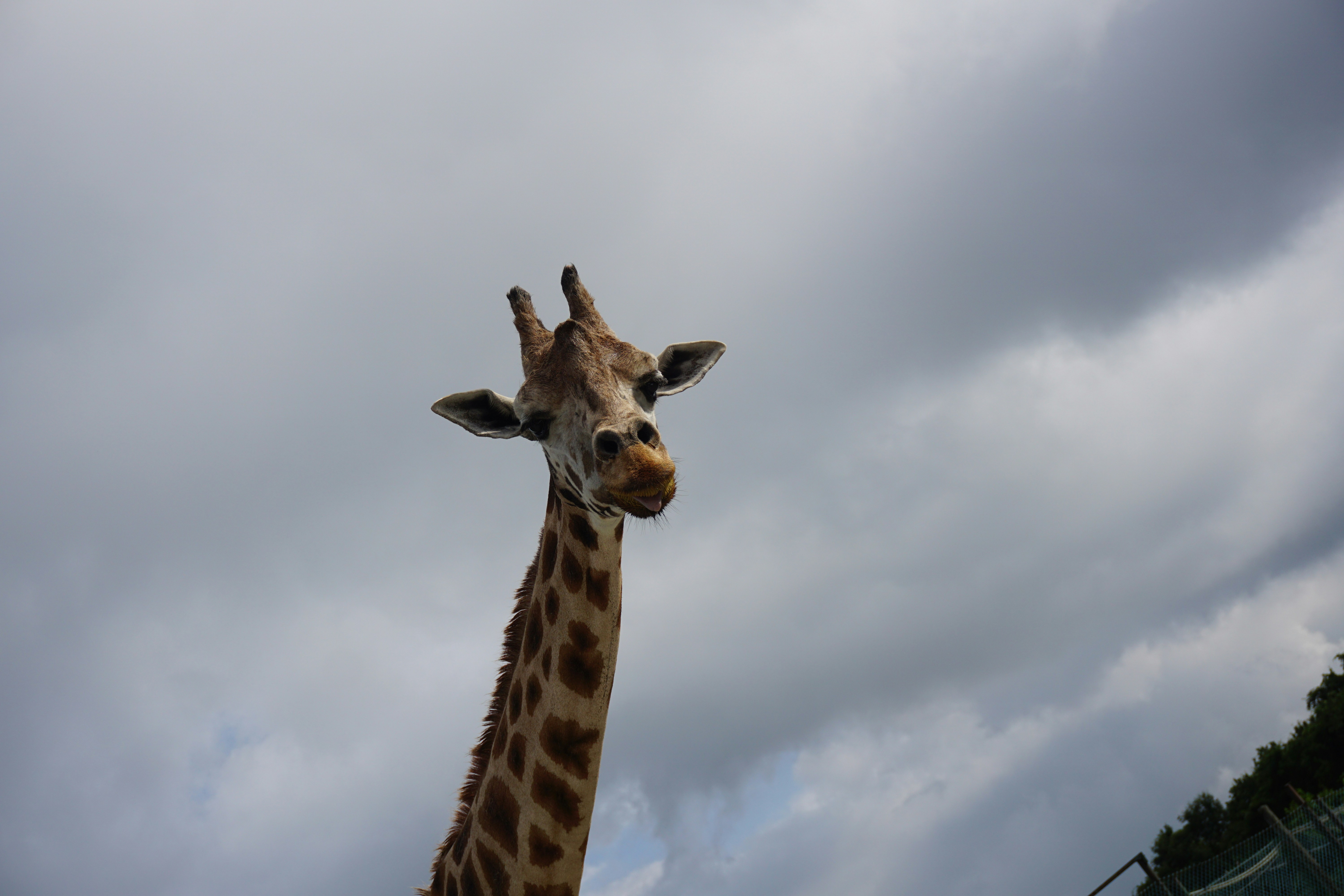 Girafe Pictures | Download Free Images on Unsplash