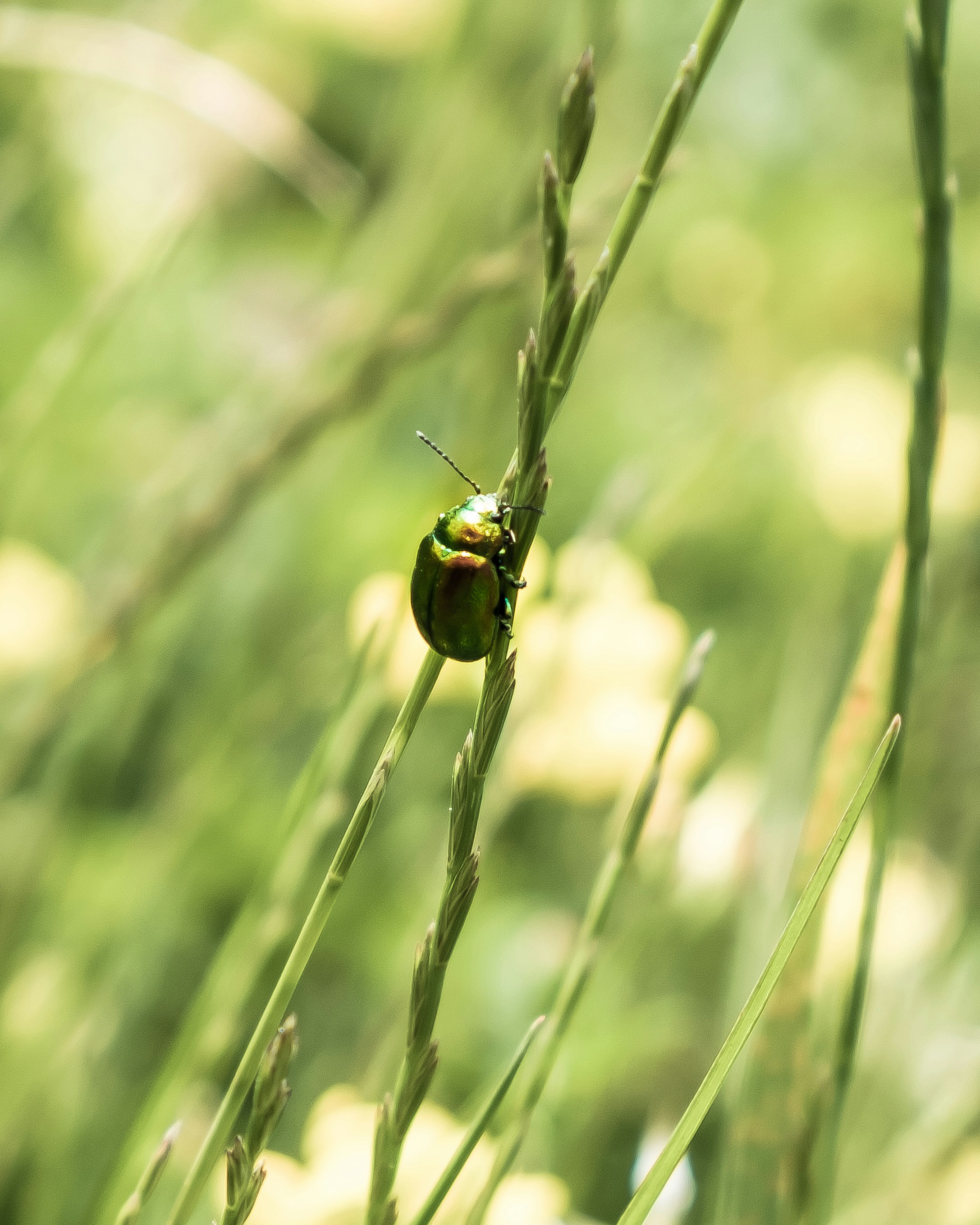 Foto Fotografía de enfoque selectivo de bicho verde – Imagen Hamburgo ...