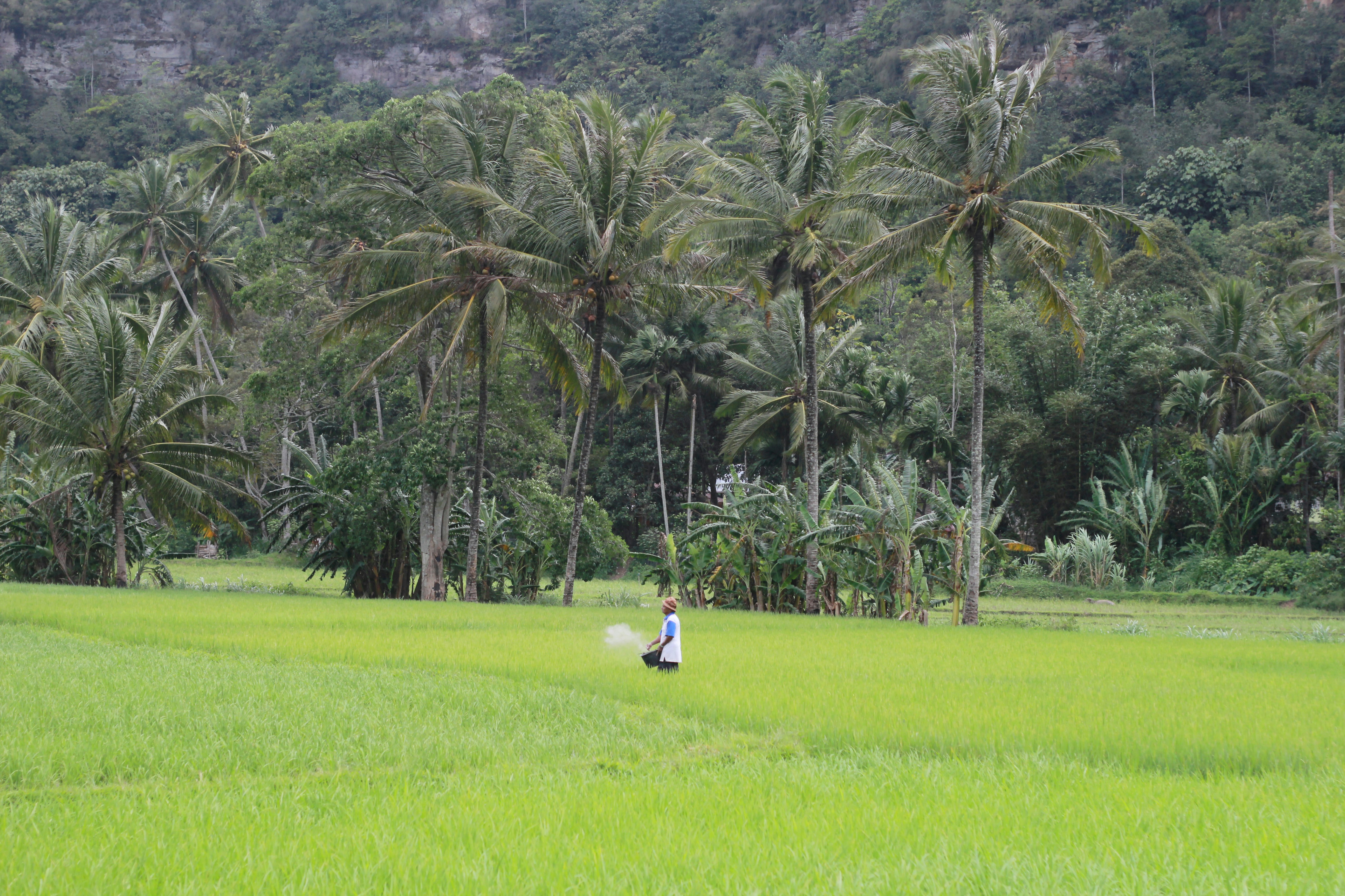 Person walking through vibrant green rice paddies with towering palm trees in the background.