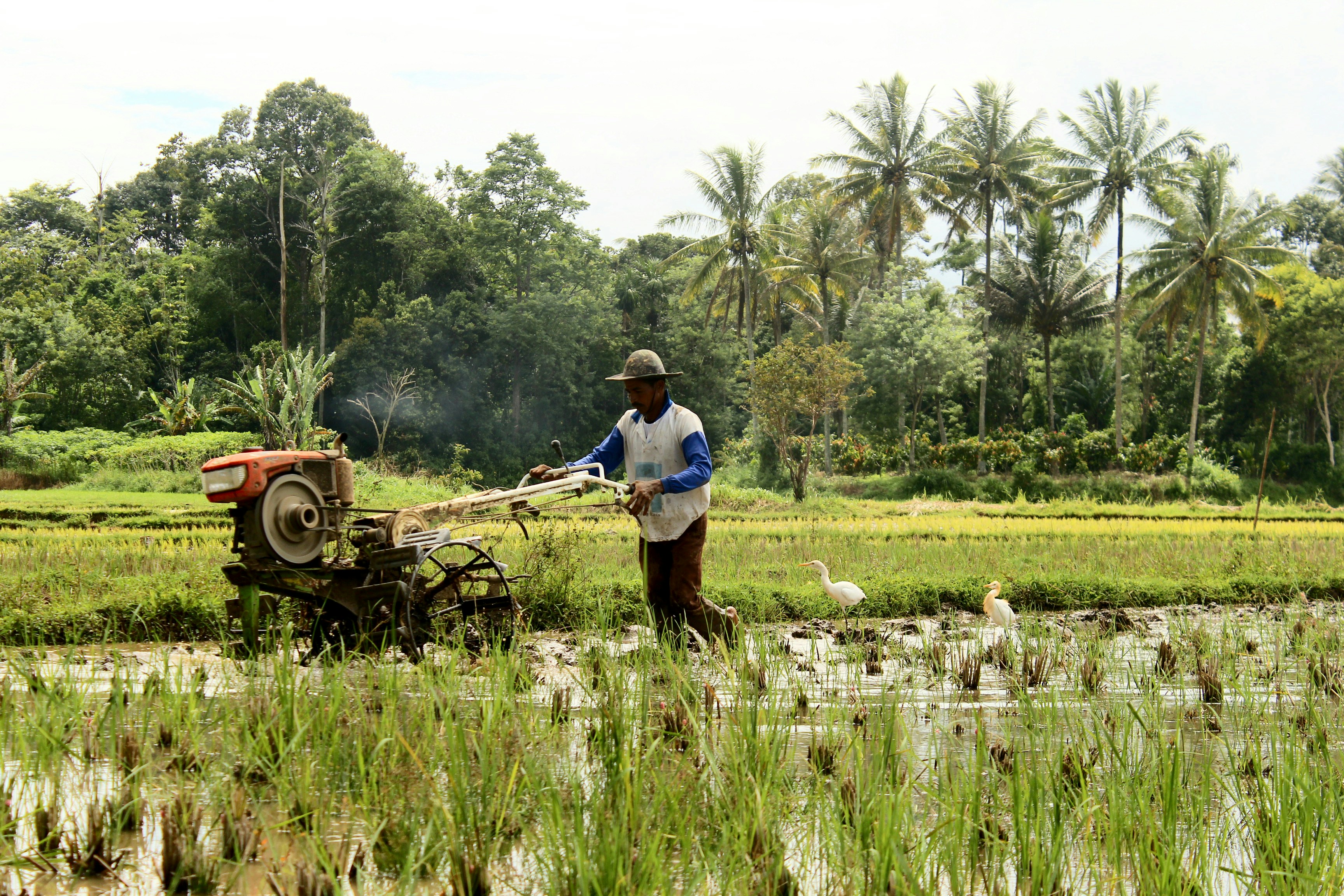 Farmer operating a tiller in lush rice fields, accompanied by herons under a clear sky. The scene captures the essence of rural agricultural life.