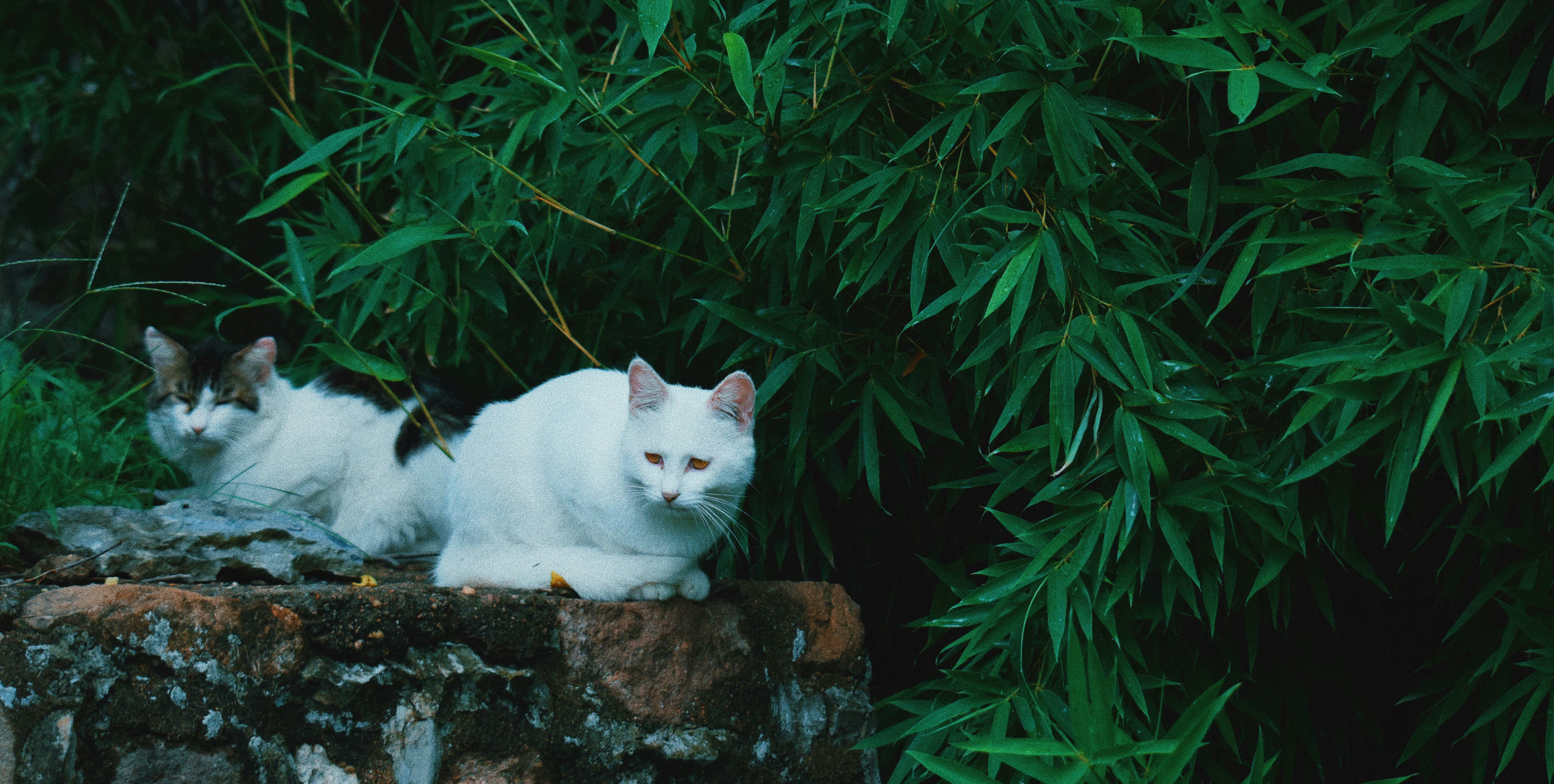 Two cats lounging on a stone surface, framed by vibrant bamboo leaves. The scene captures a tranquil moment in nature.