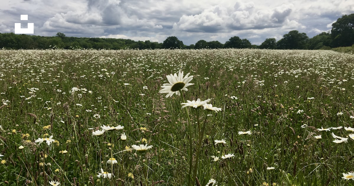 Planta De Hojas Verdes Con Flores Blancas Foto Imagen De Reino Unido