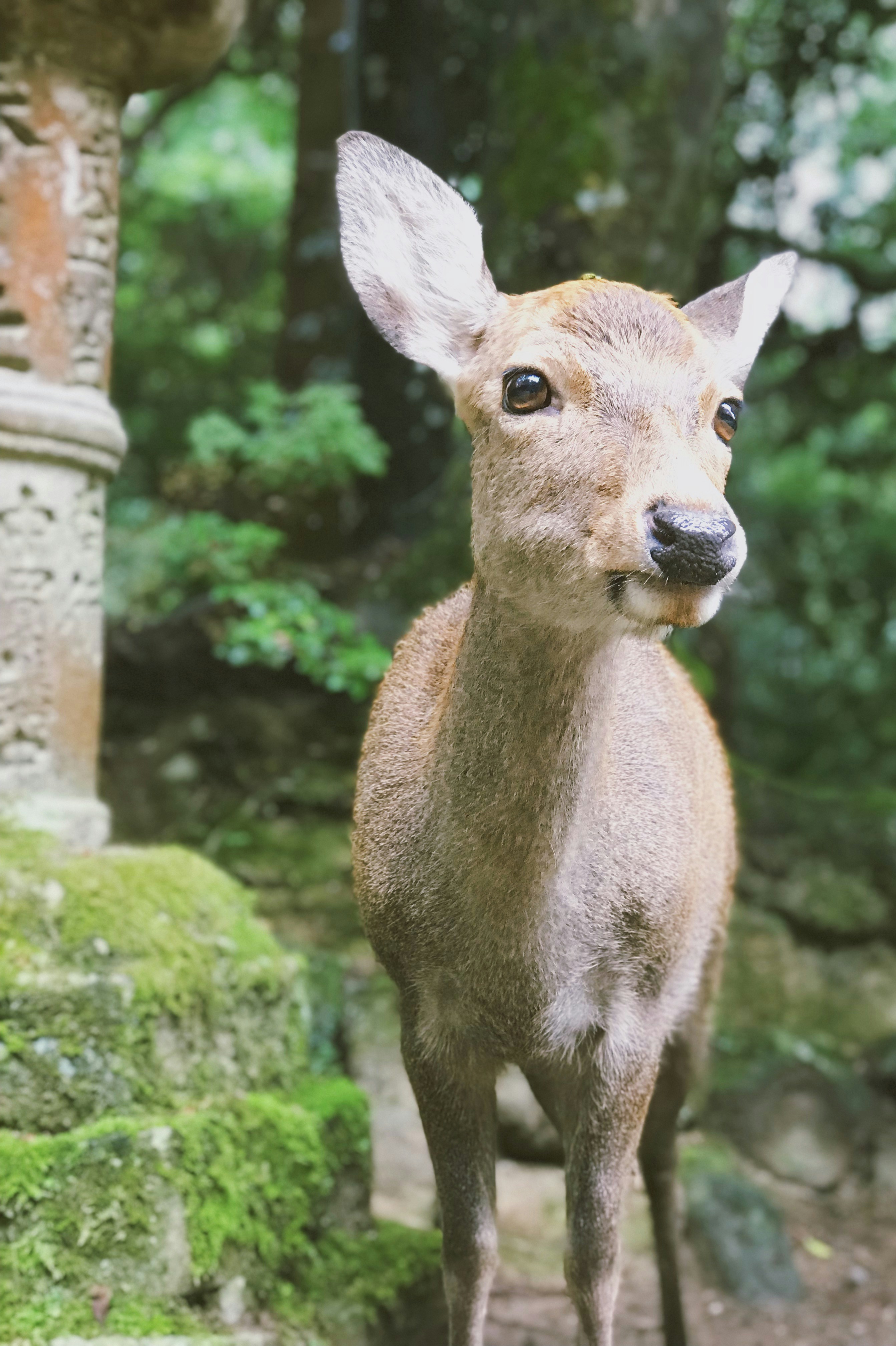 The Moss-Warden: Curious Deer at an Ancient Garden Ruin